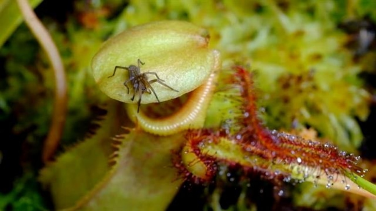 Brainless Creatures Can Do Some Incredibly Smart Things | National ...