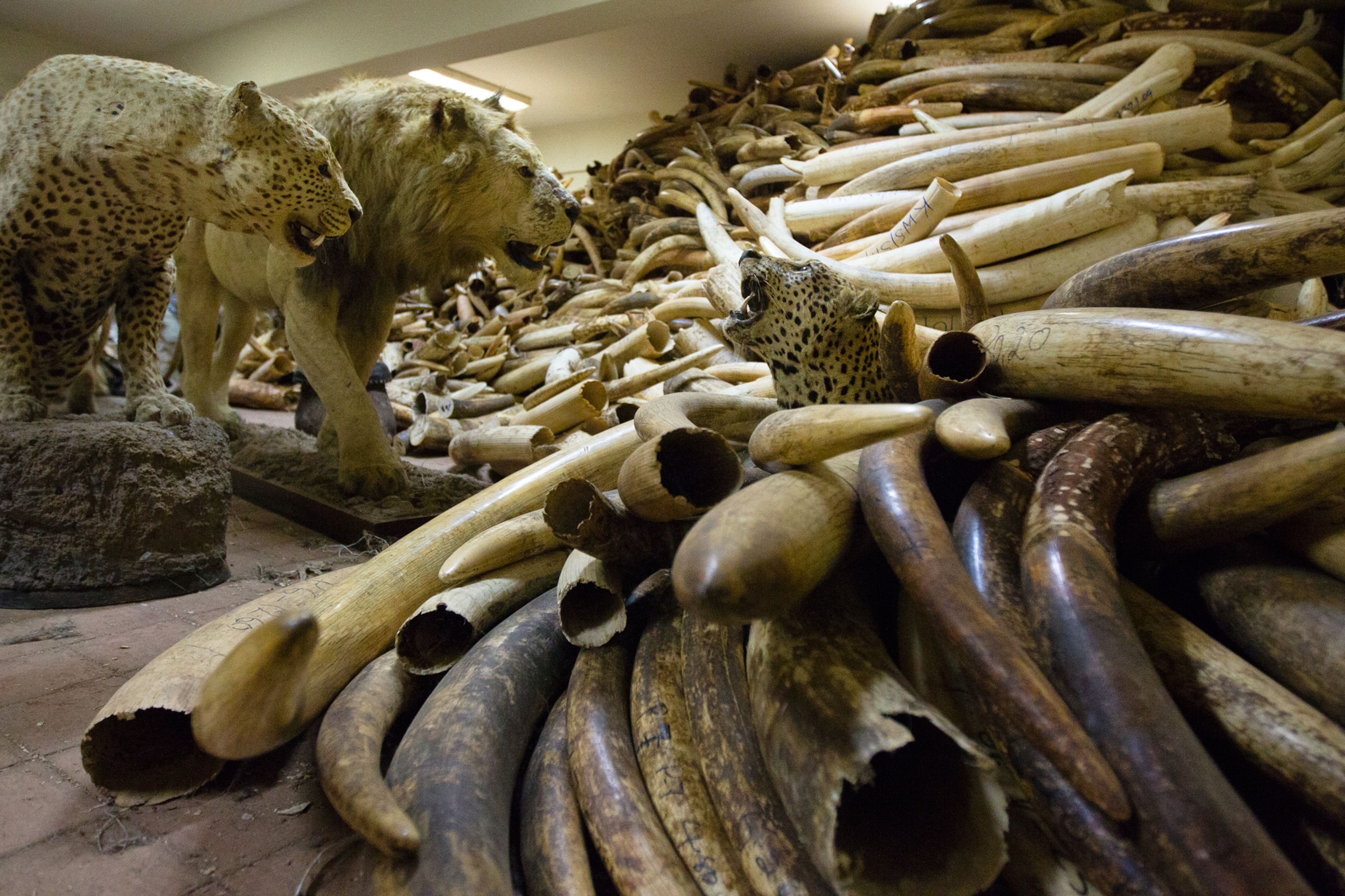 Cold War Radioactivity Can Date Illegal Elephant Ivory