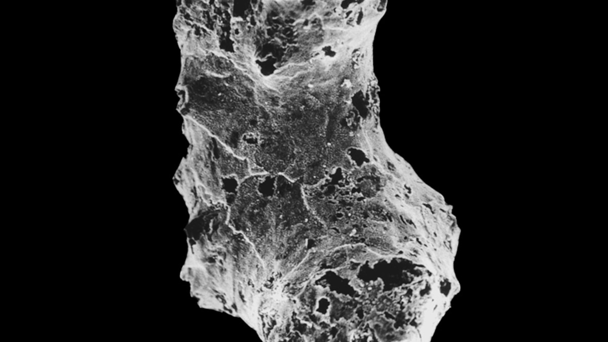 Oldest Animal Discovered—Earliest Ancestor of Us All? | National Geographic