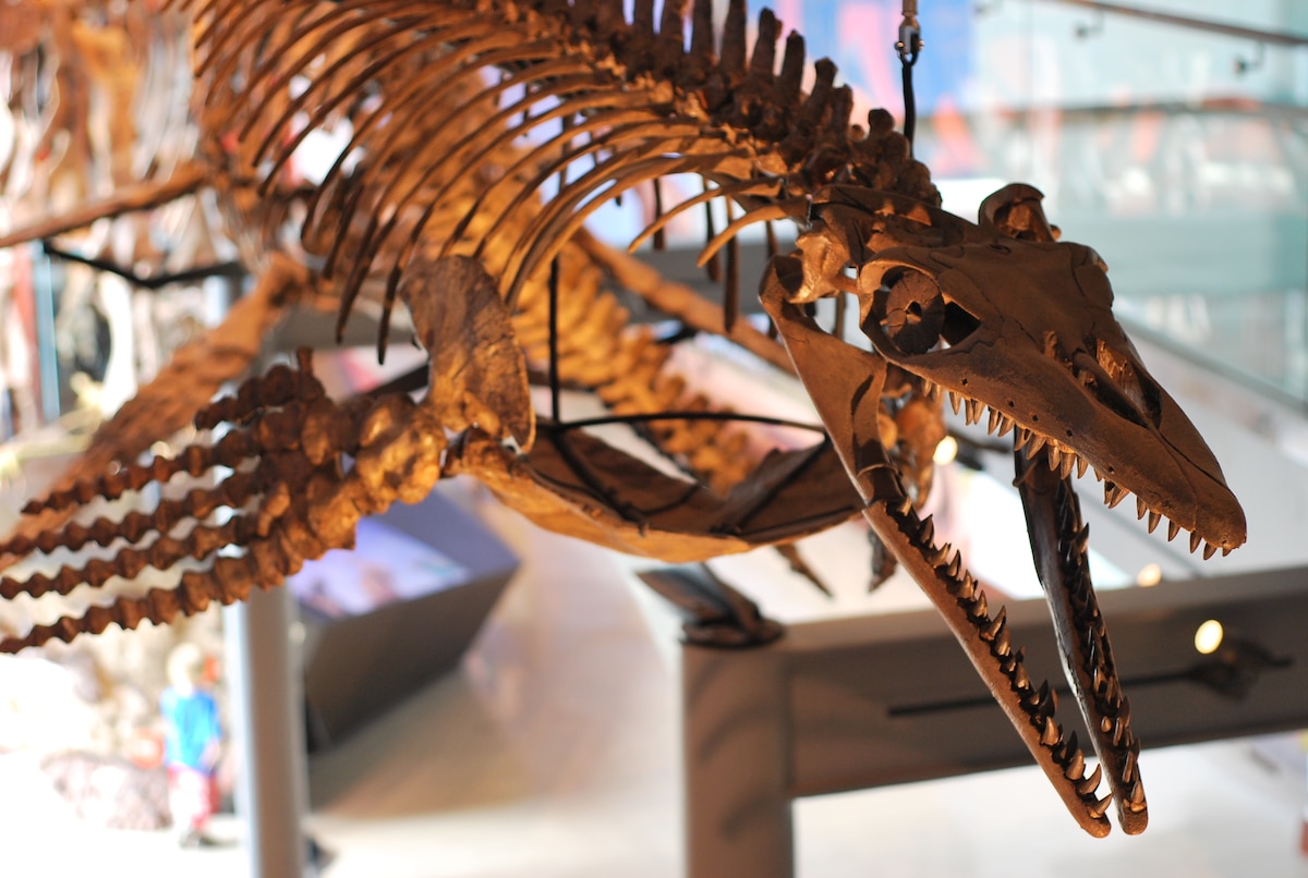 Freshwater Mosasaur Stirs Marine Reptile Relationships