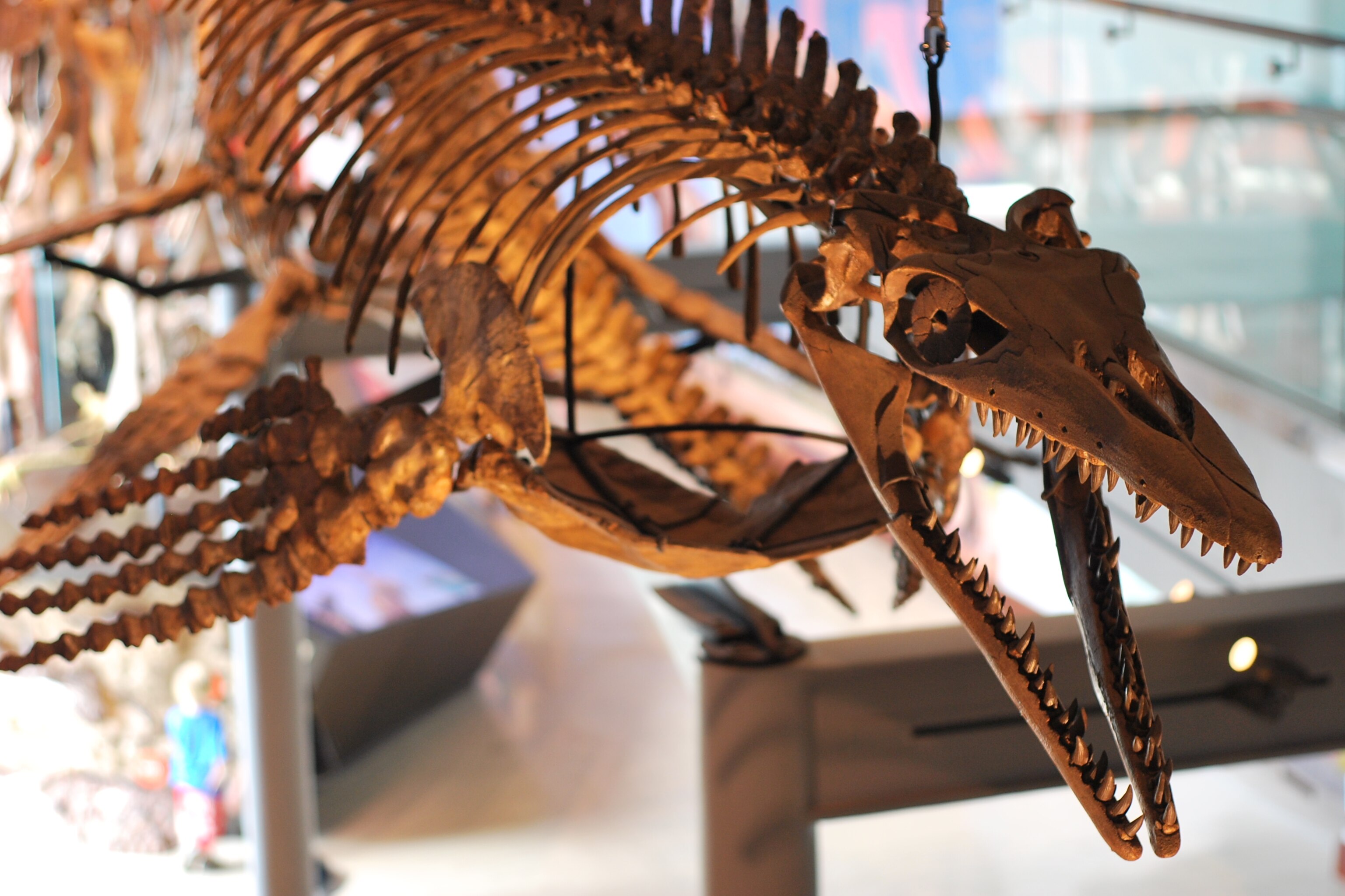 Freshwater Mosasaur Stirs Marine Reptile Relationships