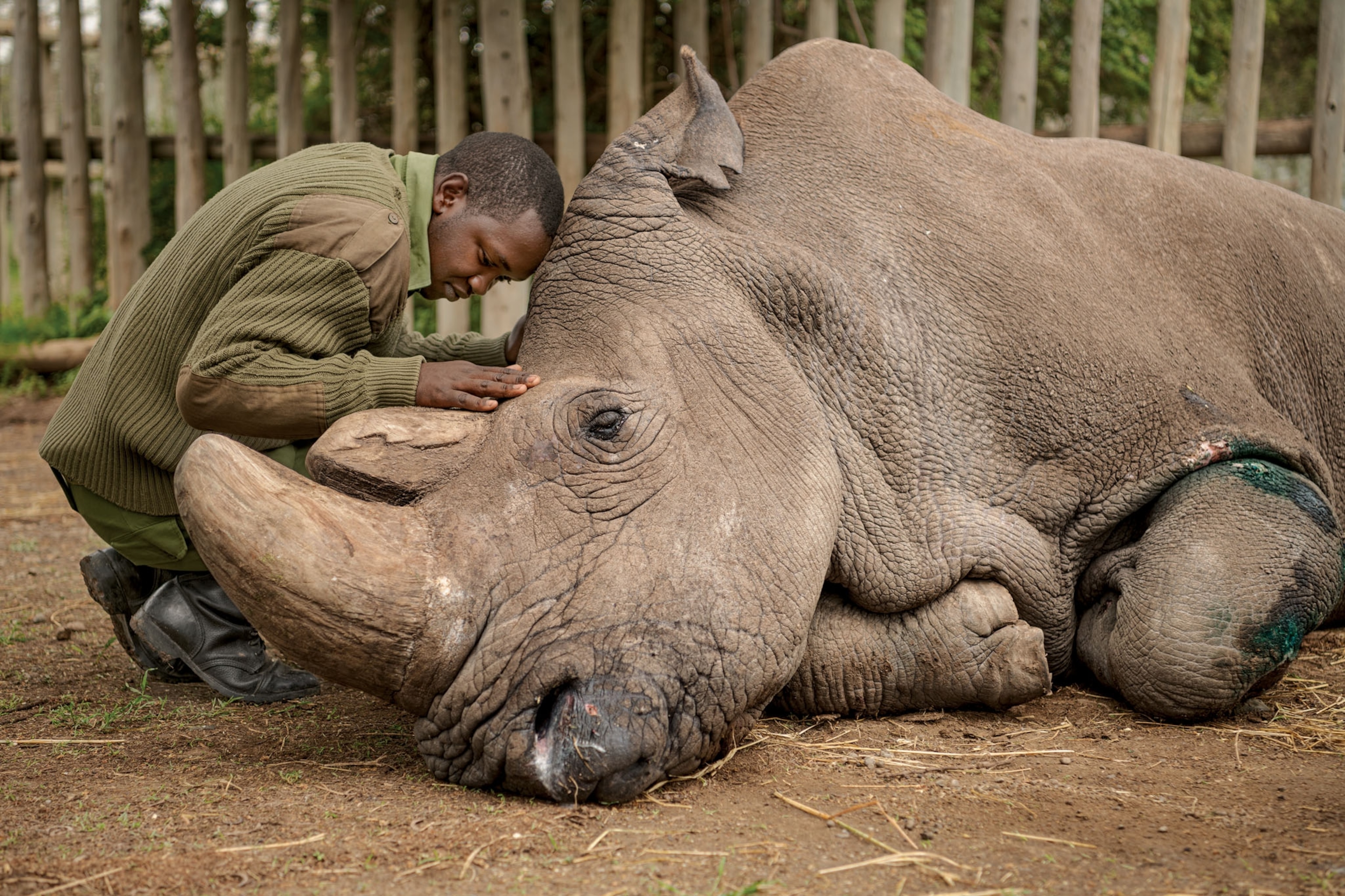 What I learned documenting the last male northern white rhino’s death