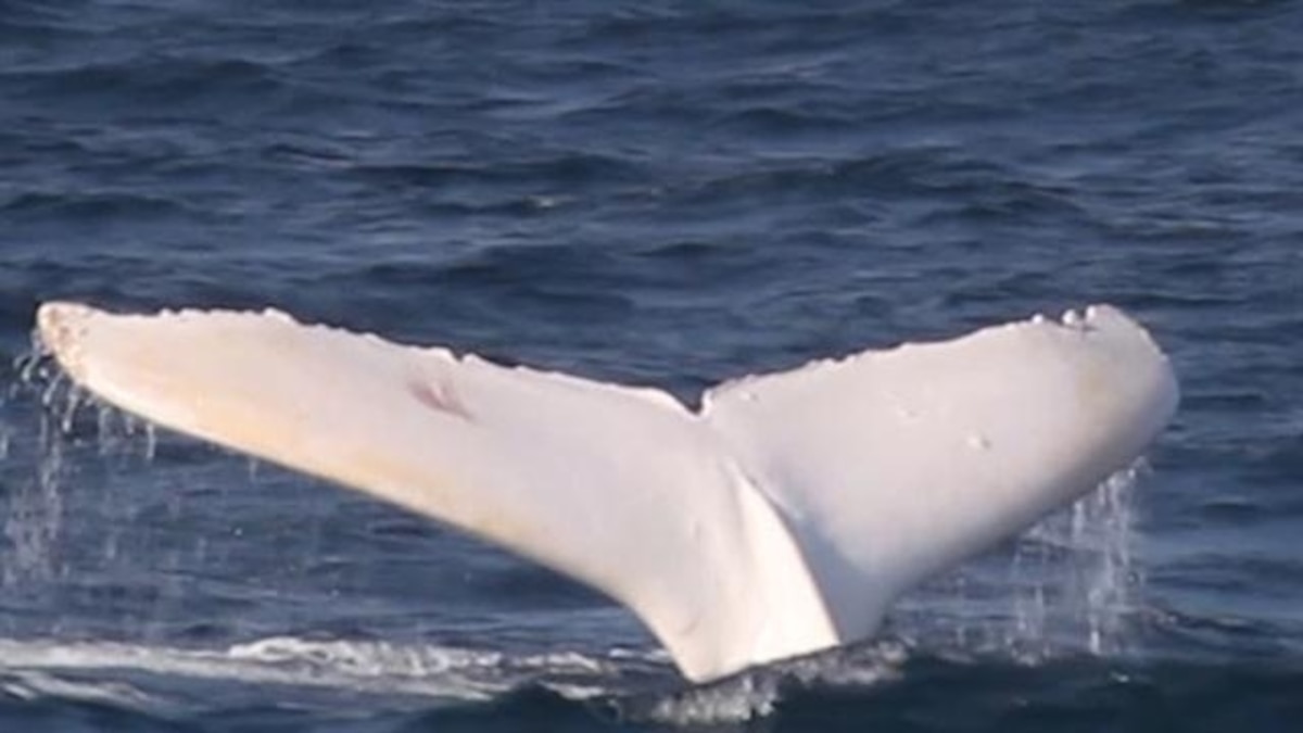 White Whale Migaloo Filmed Off Australia | National Geographic