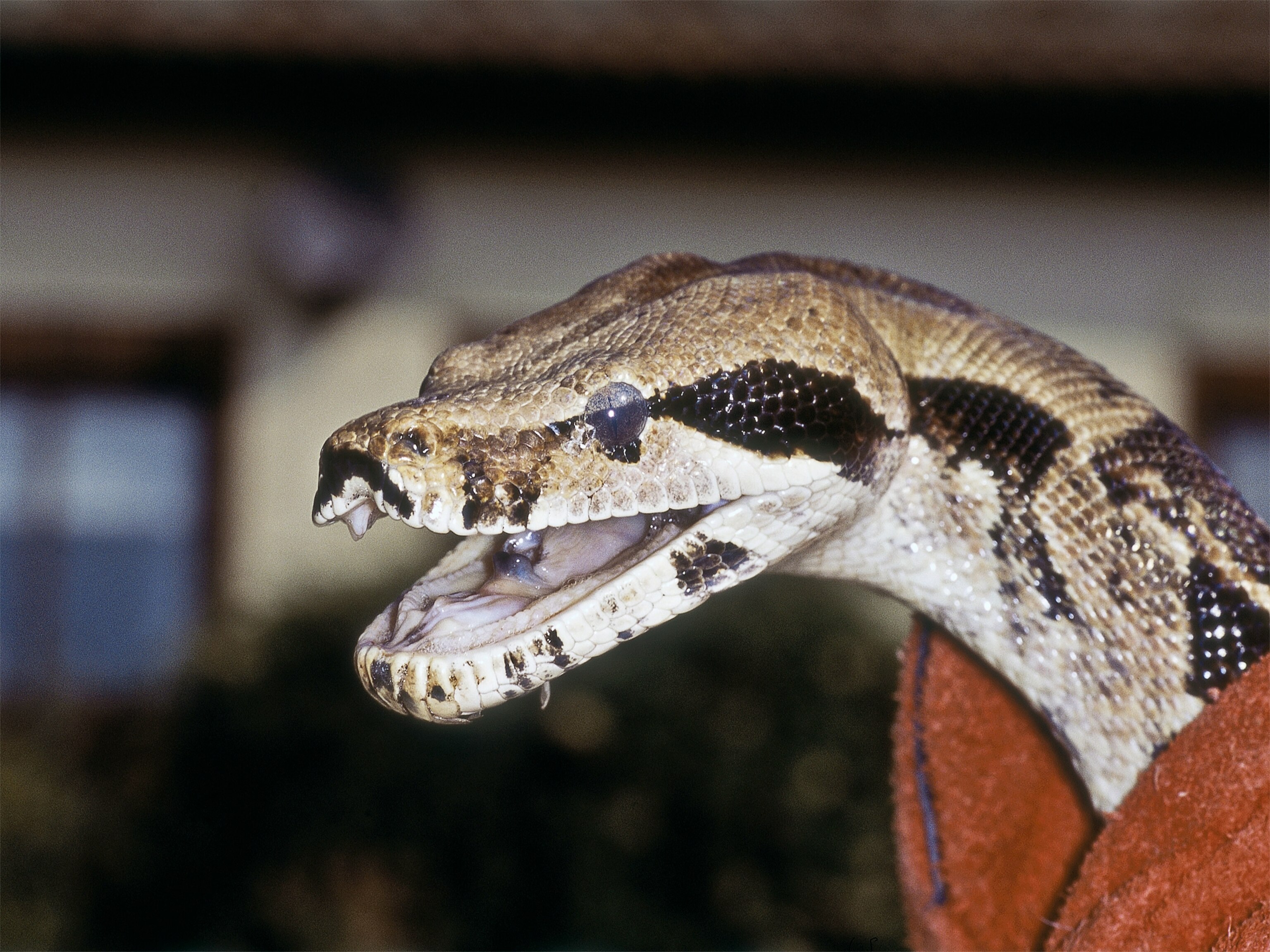 Virus That Twists Snakes Into Knots Revealed