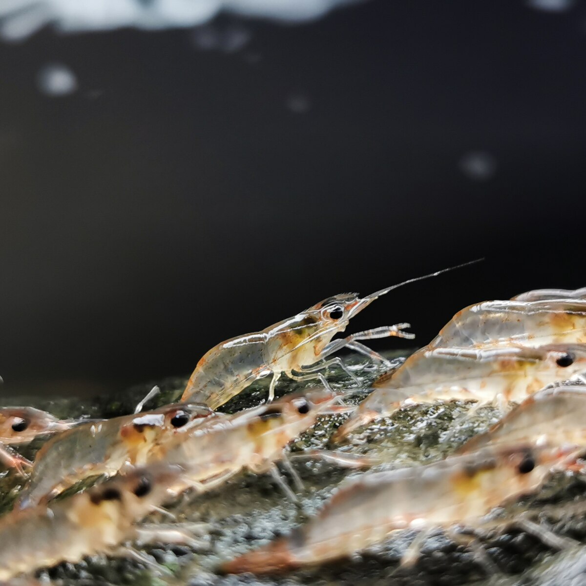 These shrimp parade on land. Now we know why.