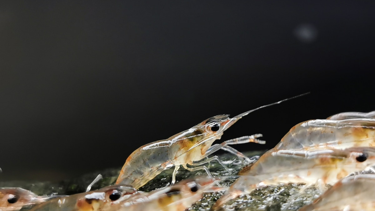 These shrimp parade on land. Now we know why. | National Geographic