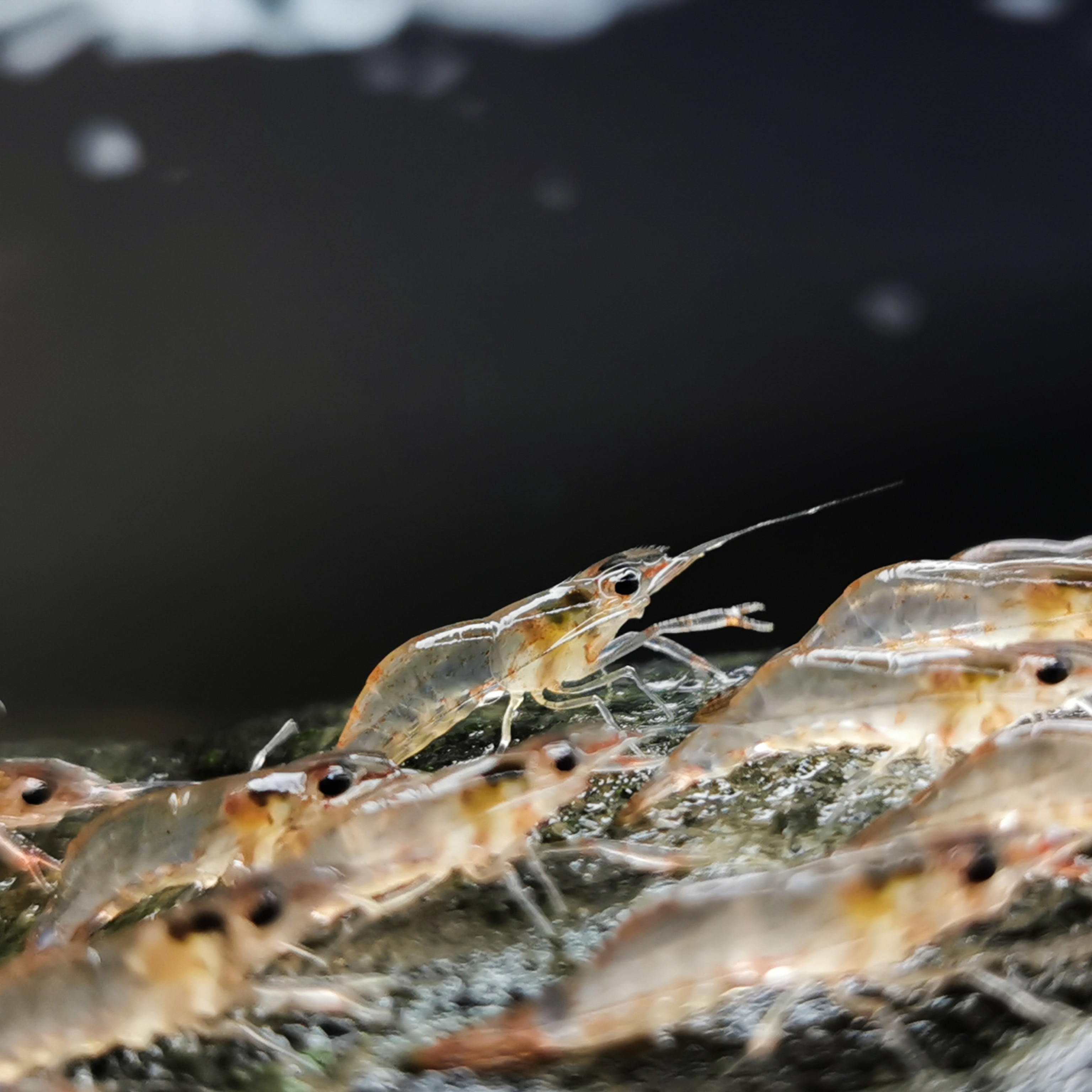 These shrimp parade on land. Now we know why.