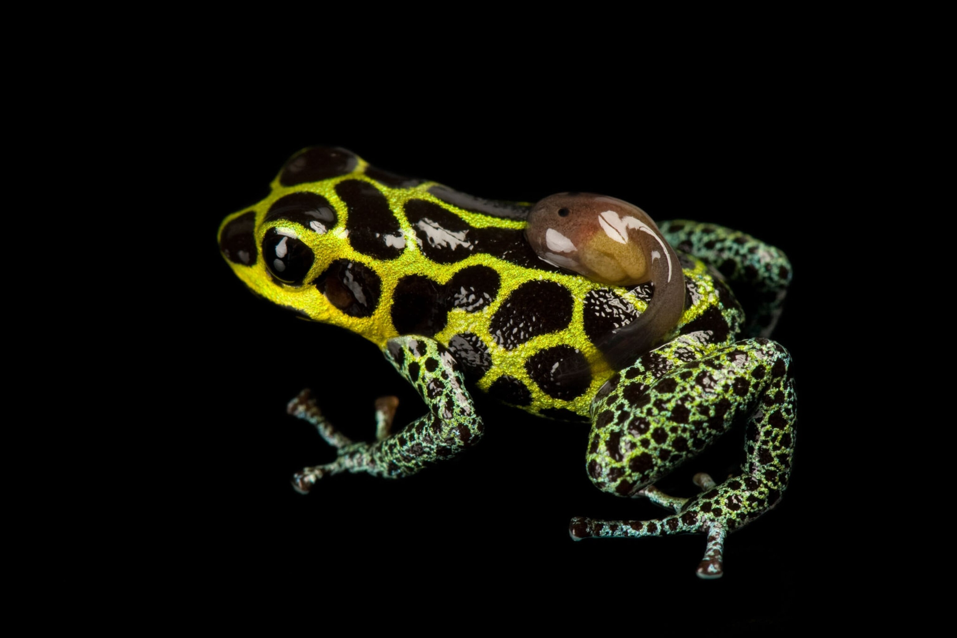 Thought extinct for 30 years, the starry night toad is rediscovered