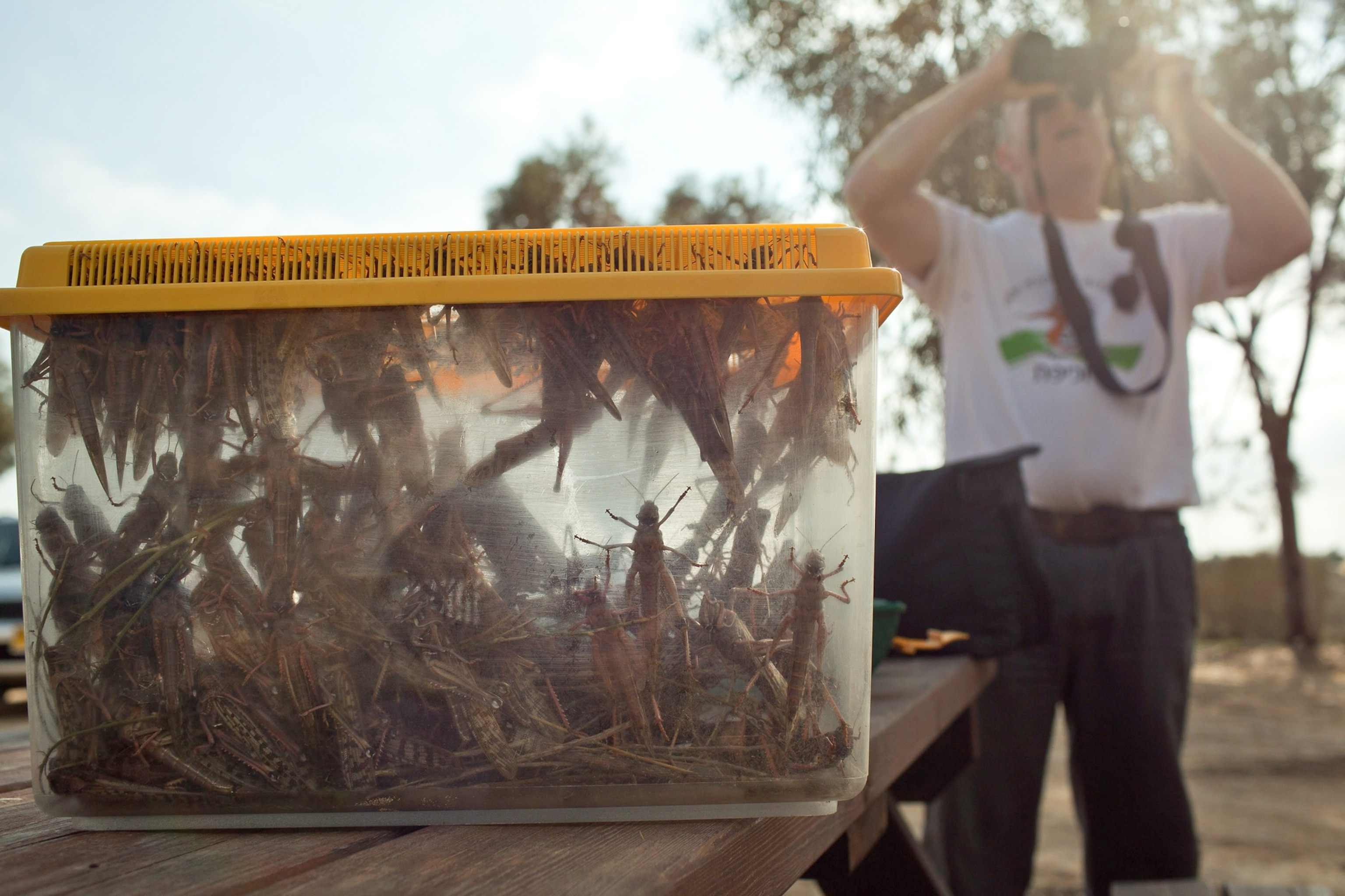 Pictures of Locusts Swarming The Middle East