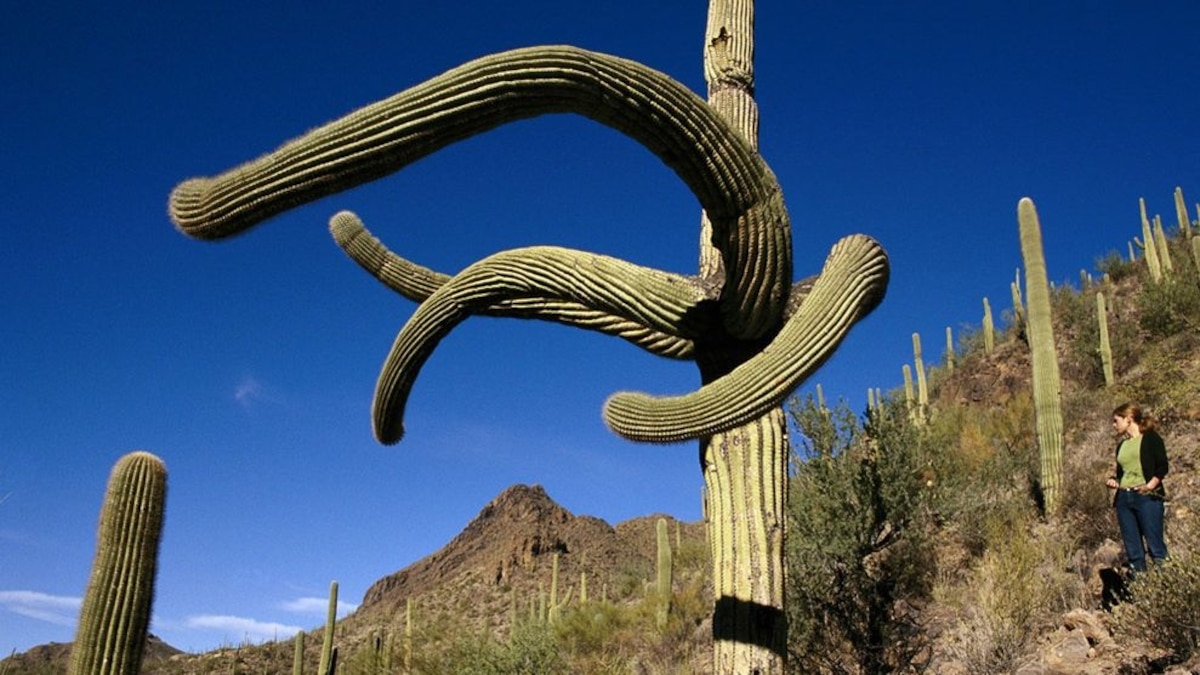 Saguaro National Park - National Geographic | National Geographic