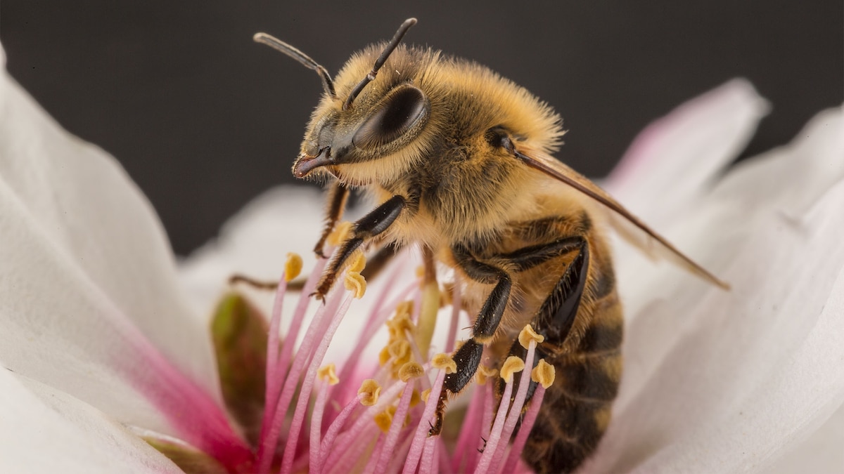 Bumblebee Buzz Literally Makes Flowers Explode With Pollen | National ...