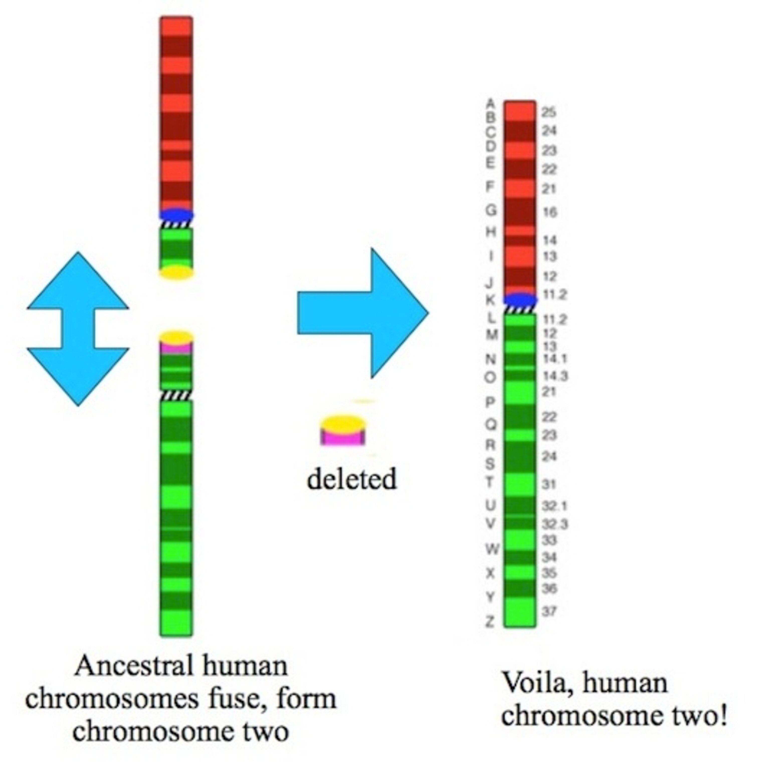 The Mystery of the Missing Chromosome (With A Special Guest Appearance ...