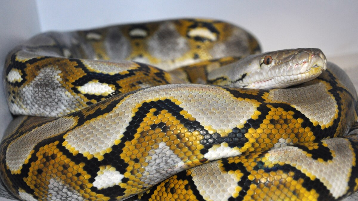 World's Longest Snake Has Virgin Birth—First Recorded in Species ...