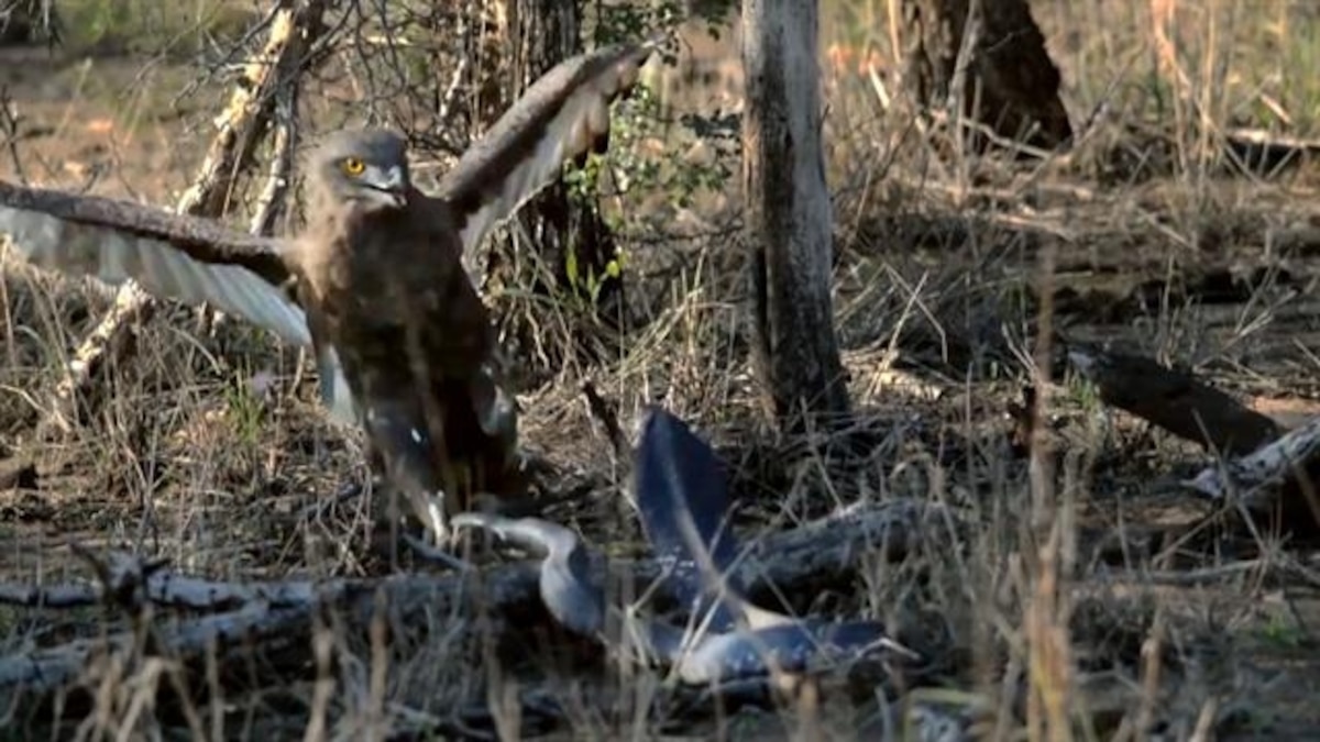 Watch an Eagle Battle a Cobra in Dramatic New Video | National Geographic