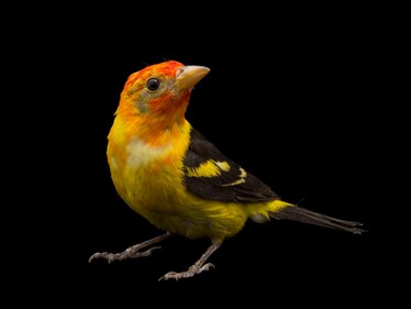 Western Tanager | National Geographic