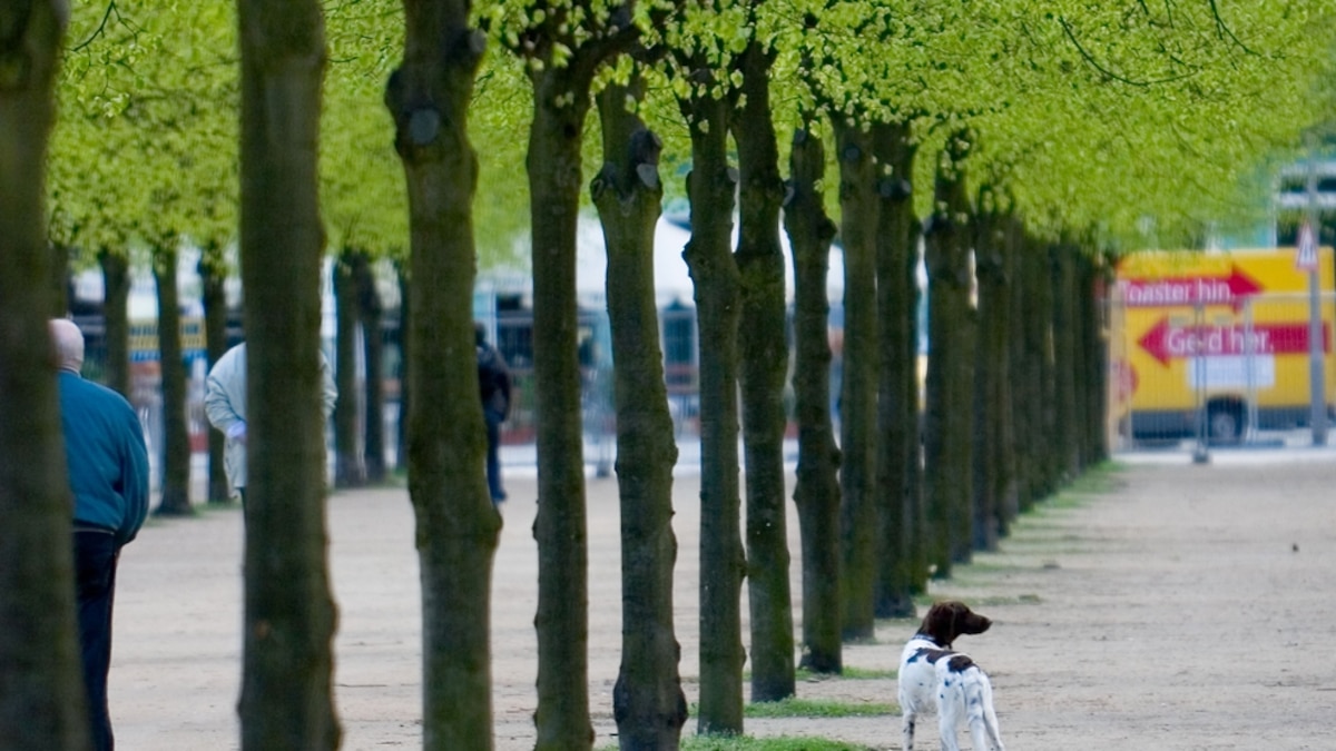 Real Travel: Rooting for Trees -- National Geographic Traveler ...