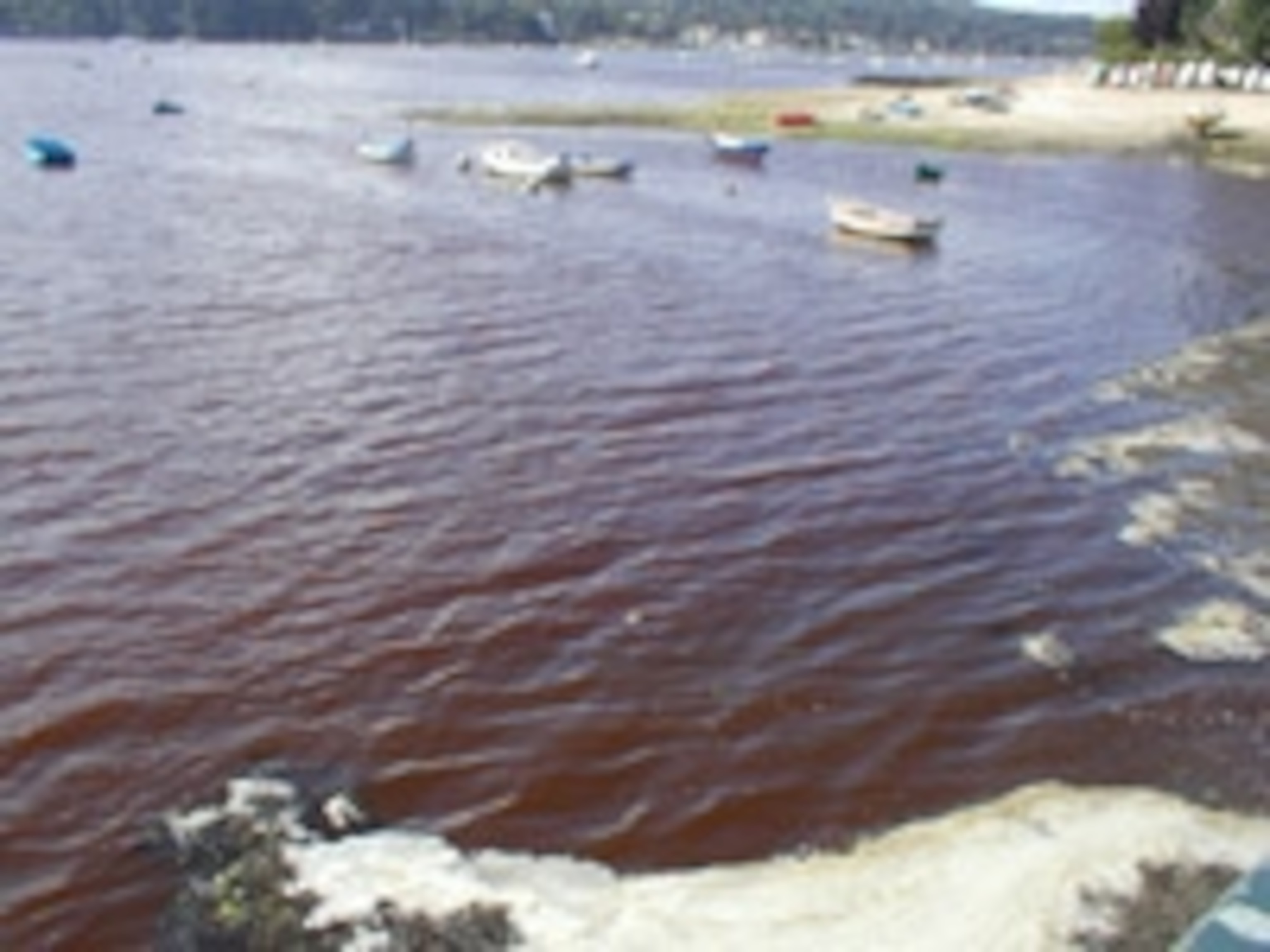 Parasites keep red tides at bay | National Geographic