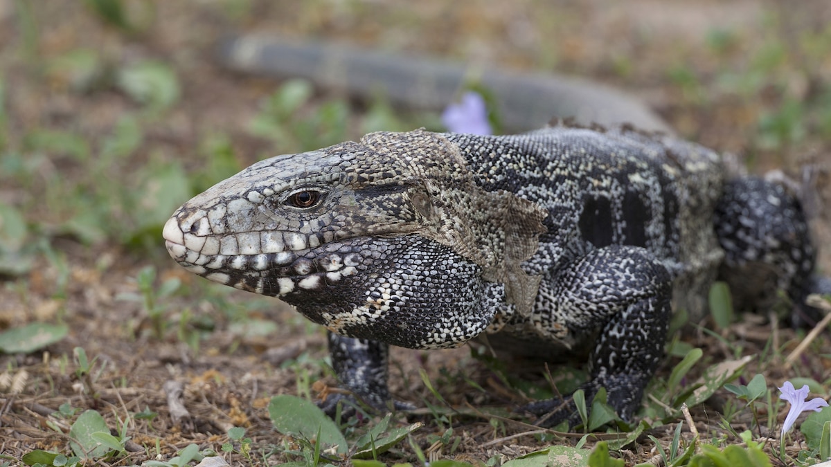Exotic pets are a major driver of invasive species | National Geographic
