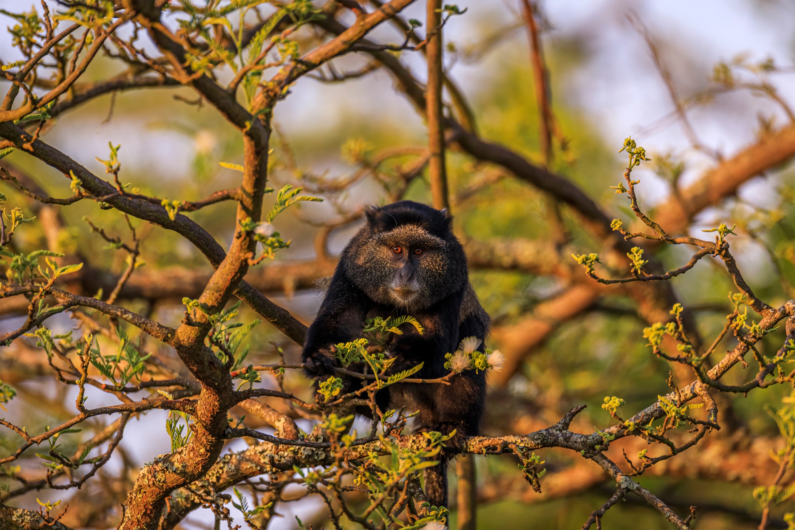 Up close with Rwanda's wildlife