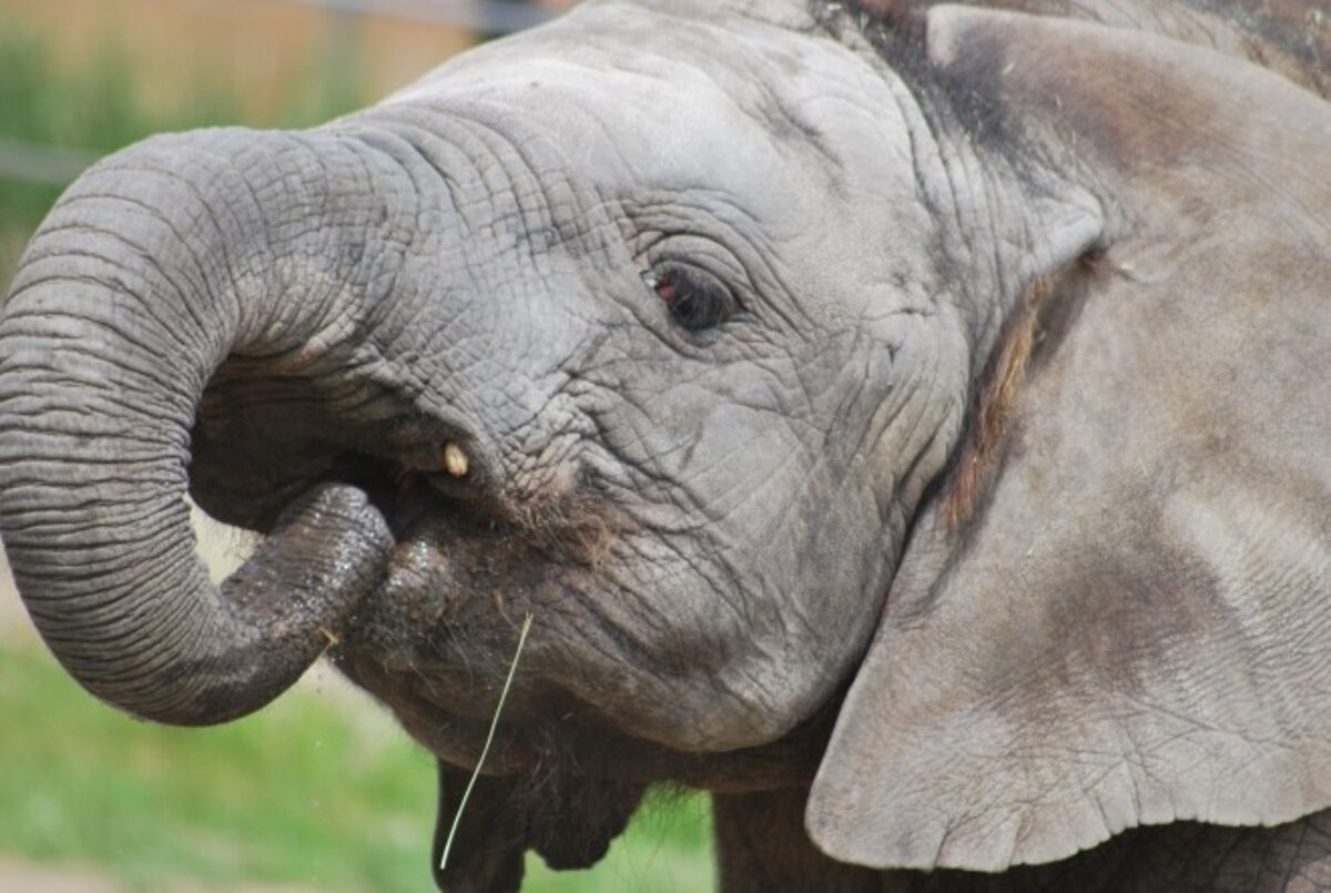 How an African Elephant Comes Together