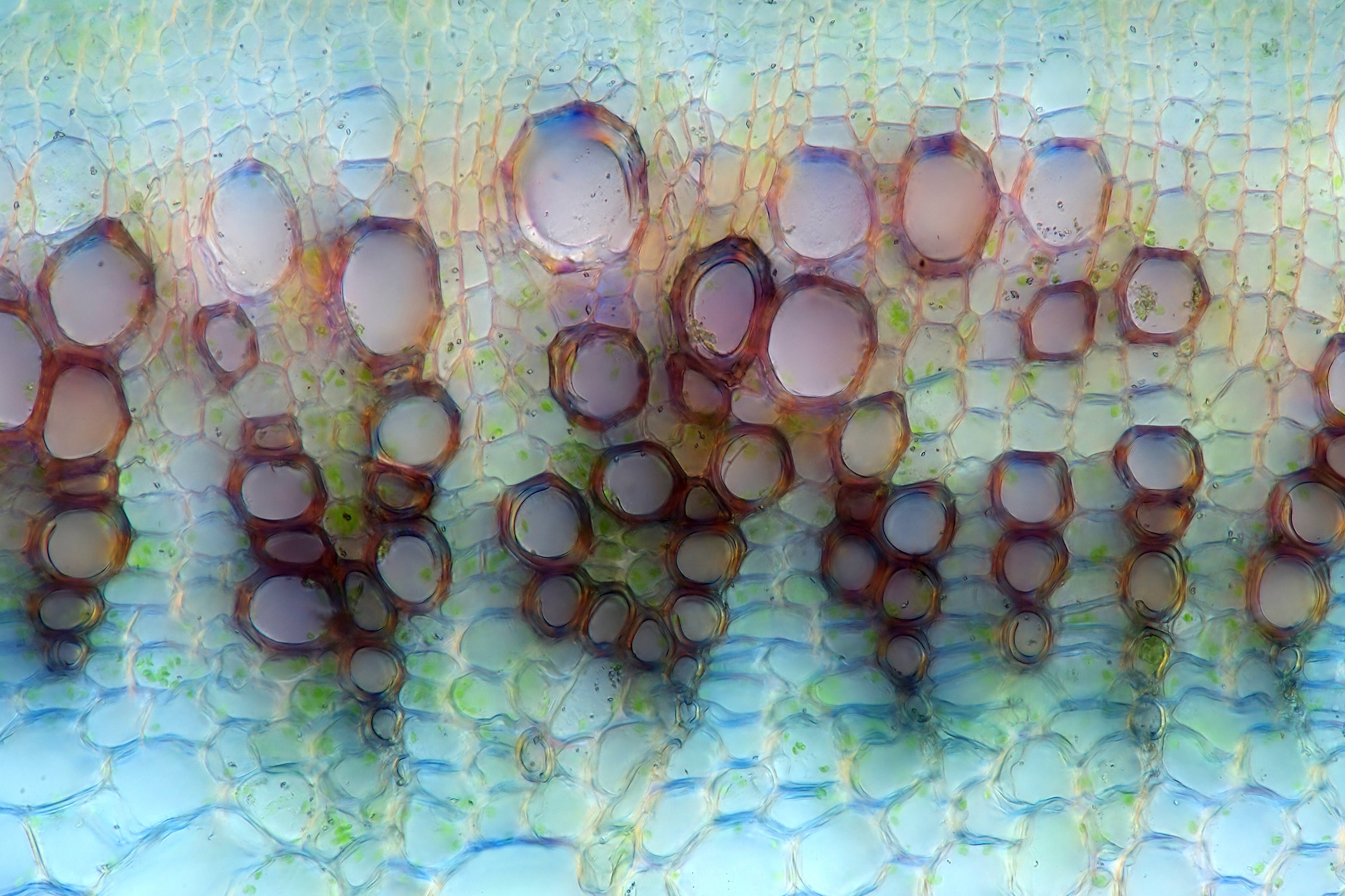 See the Plant Kingdom's Hidden Microscopic Wonders