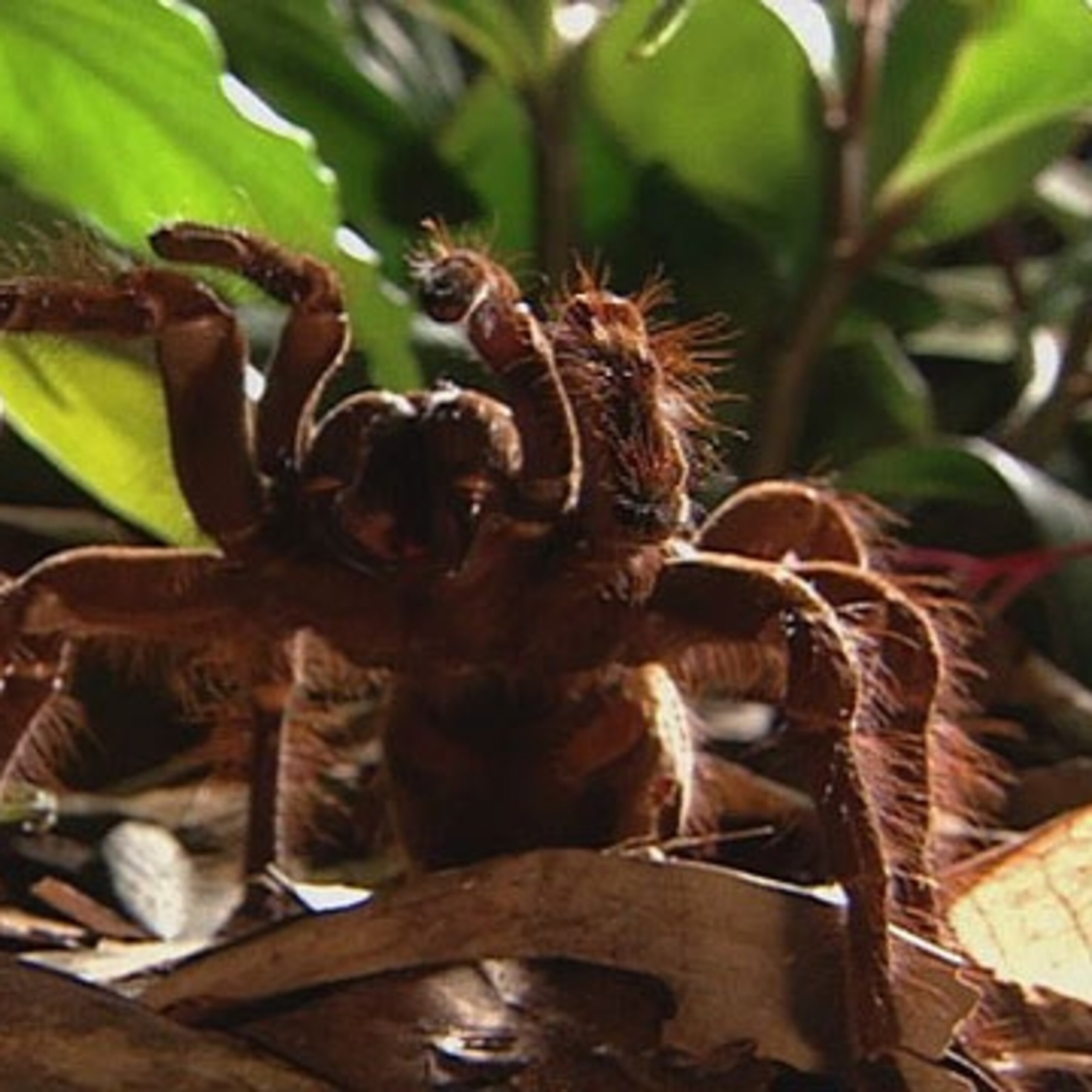 Terrestrial Tarantula