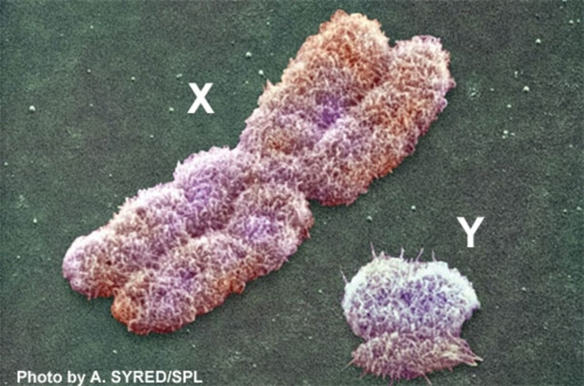 Renovating a runt – the extreme evolution of the Y chromosome