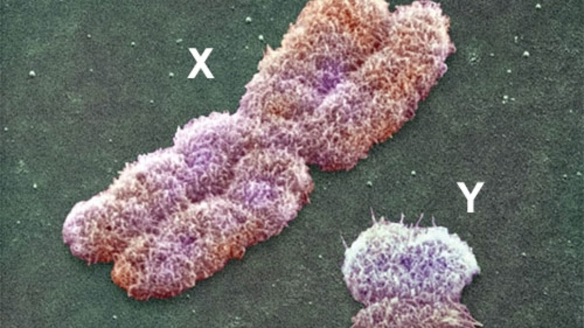 Renovating a runt – the extreme evolution of the Y chromosome ...