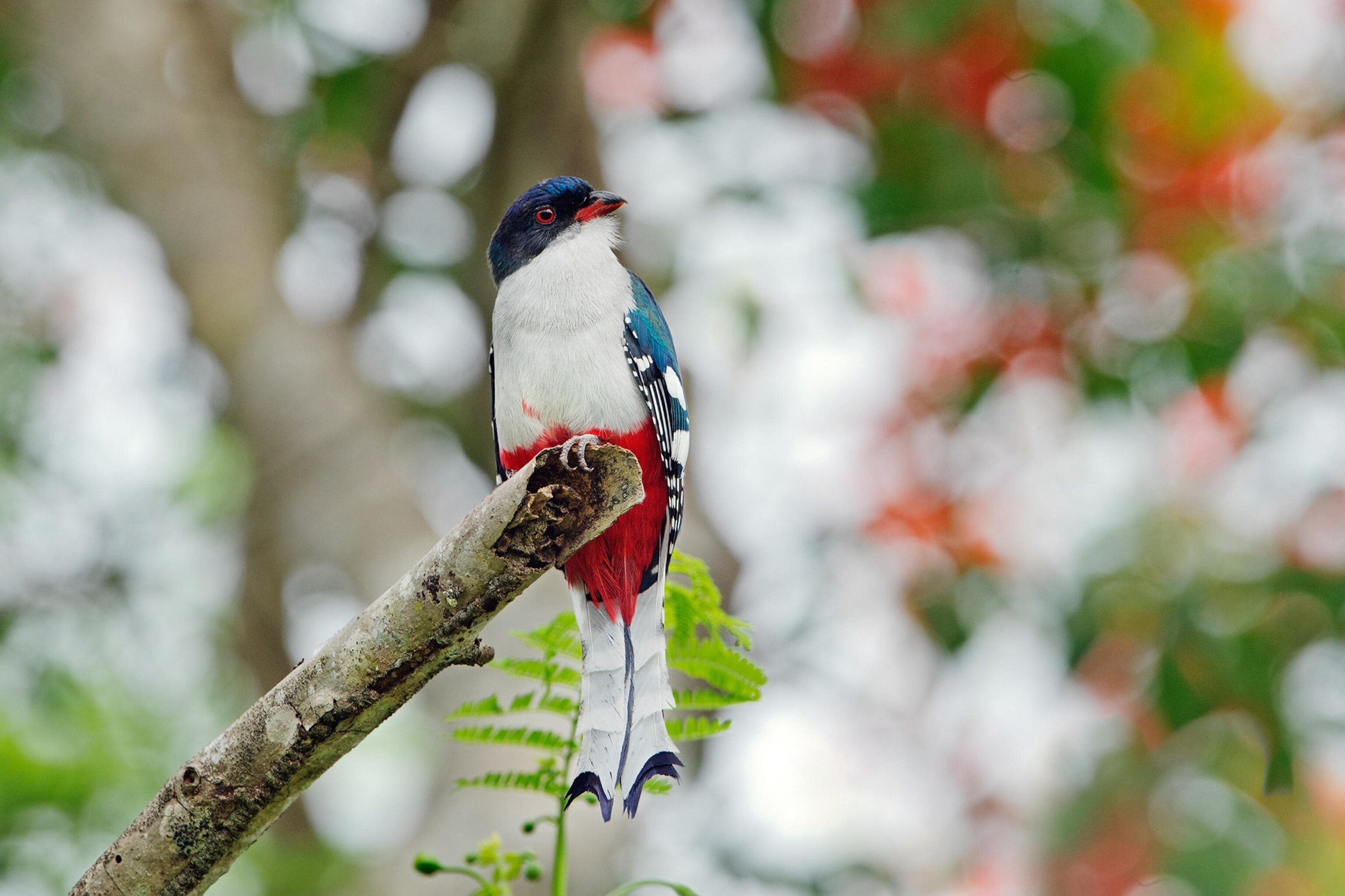 Red, white, and blue animals for the Fourth of July