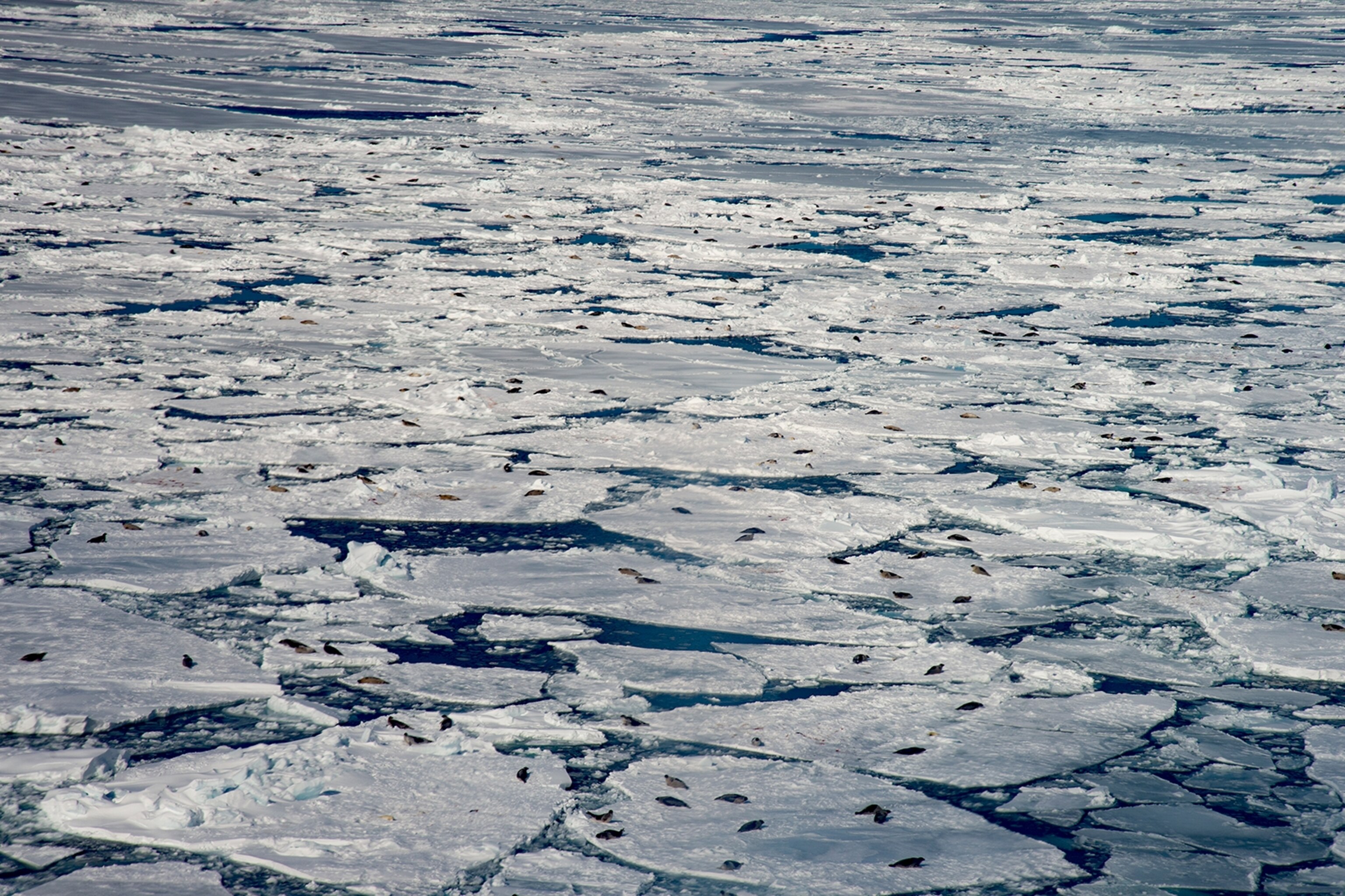 Harp seal pups dying on Québec beach amid record-low sea ice