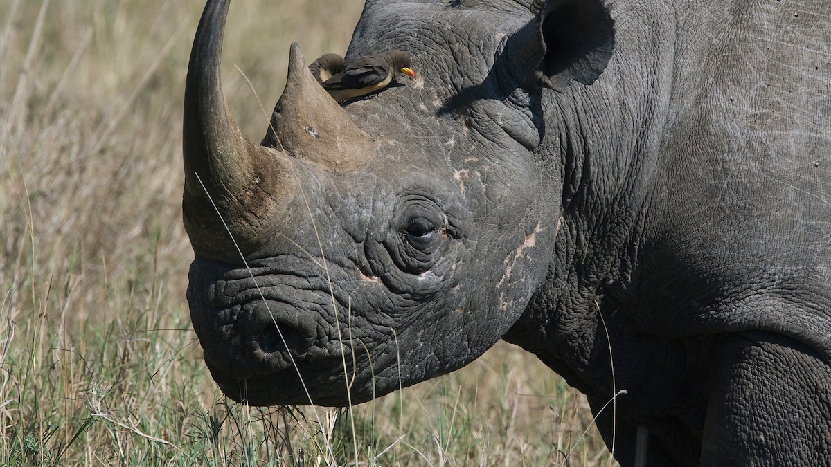 Bird alarm calls help rhinos avoid people–and possibly poachers ...