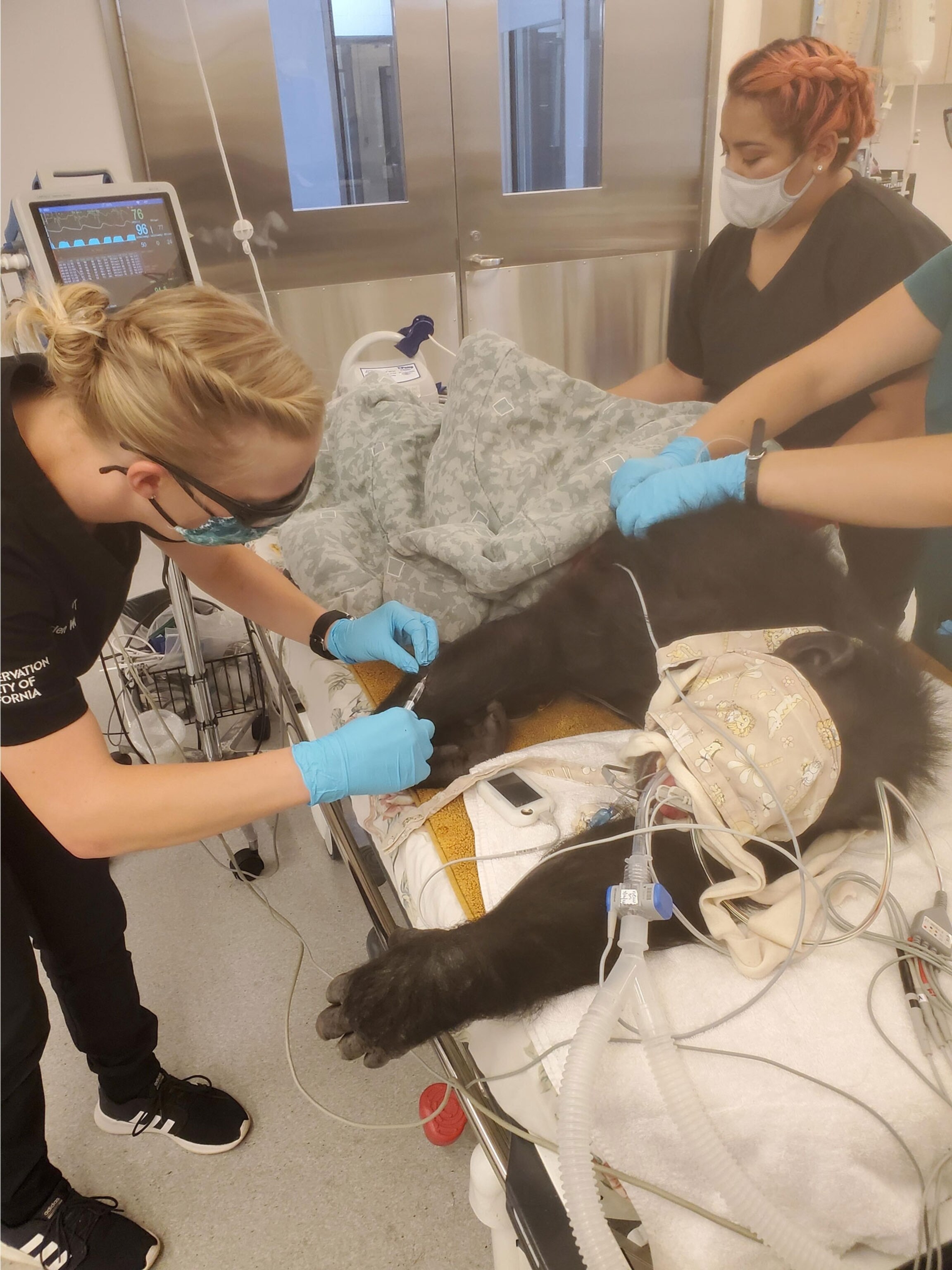 Bears, baboons, tigers are getting COVID vaccines at zoos across the U.S.