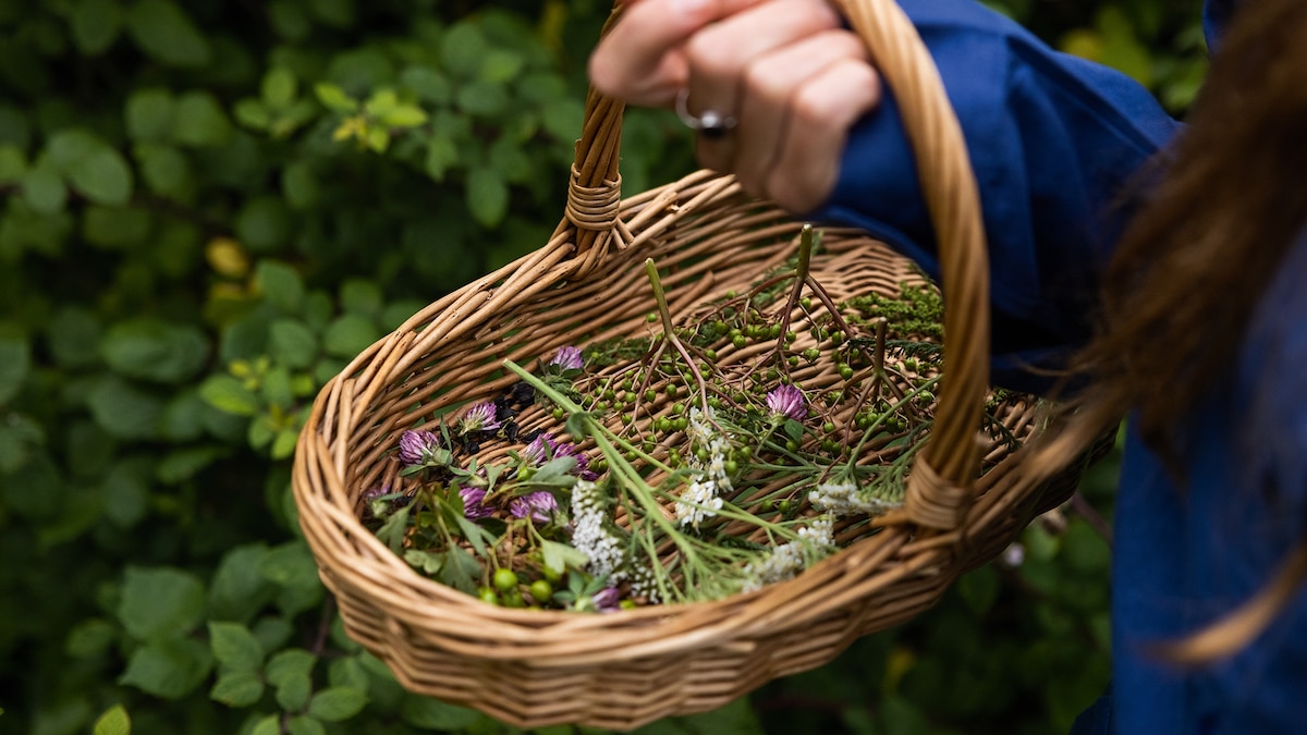 7 wild herbs you can forage in the UK | National Geographic