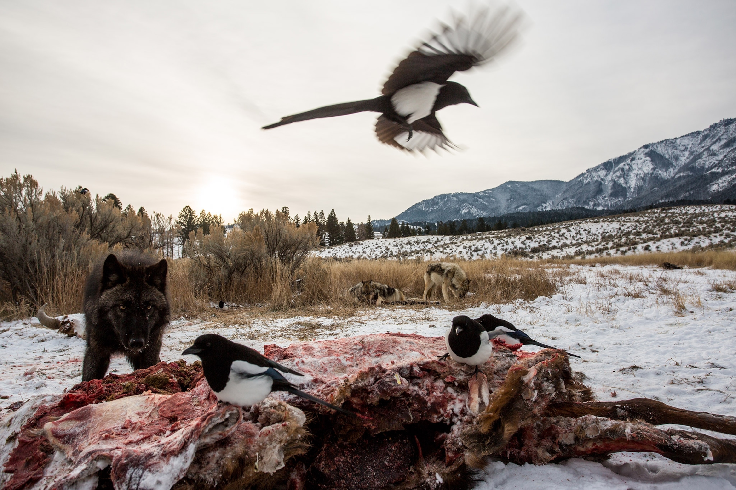 See 150 years of Yellowstone in these iconic Nat Geo images