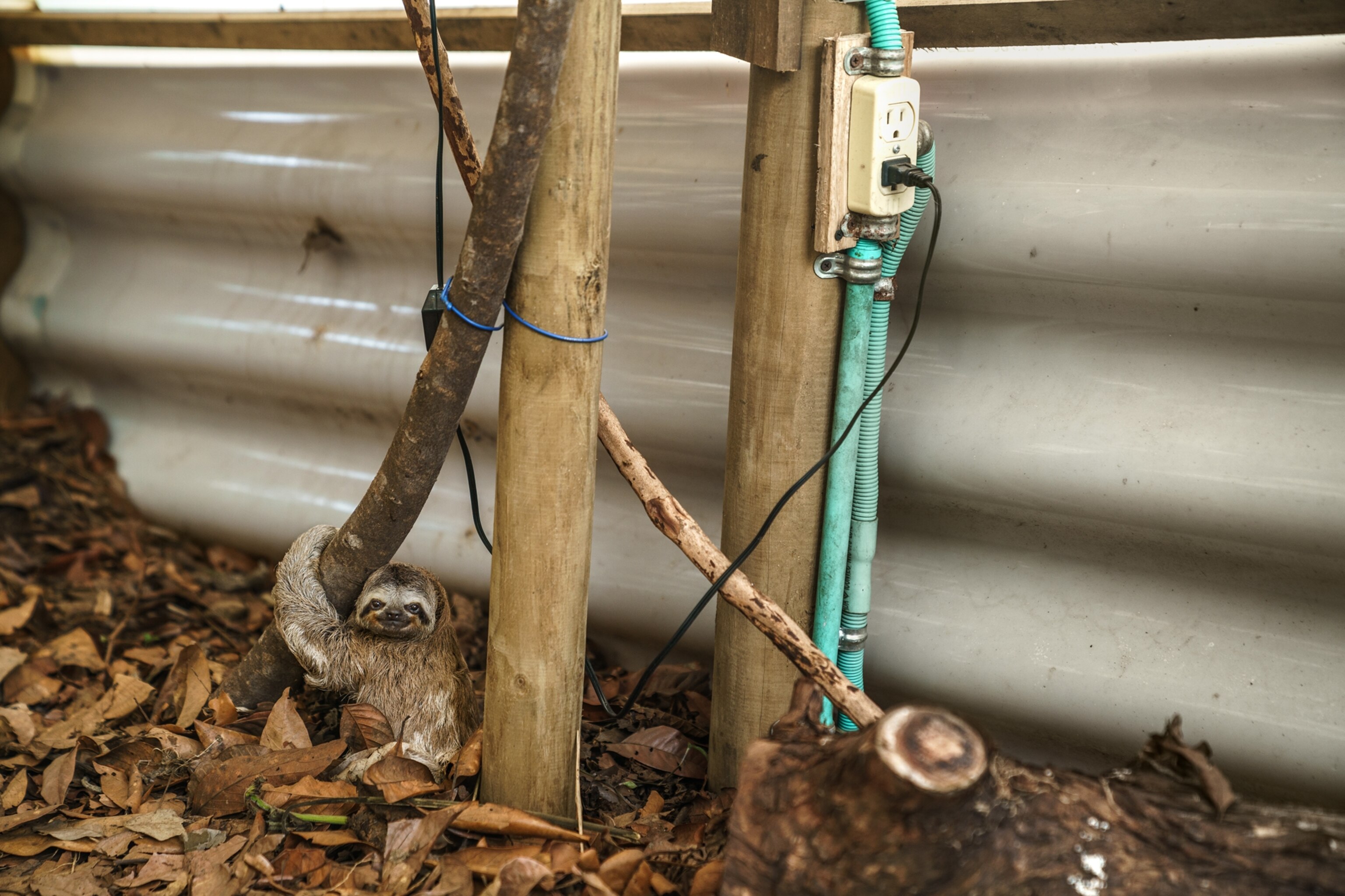 On the trail of Colombia’s sloth cartel