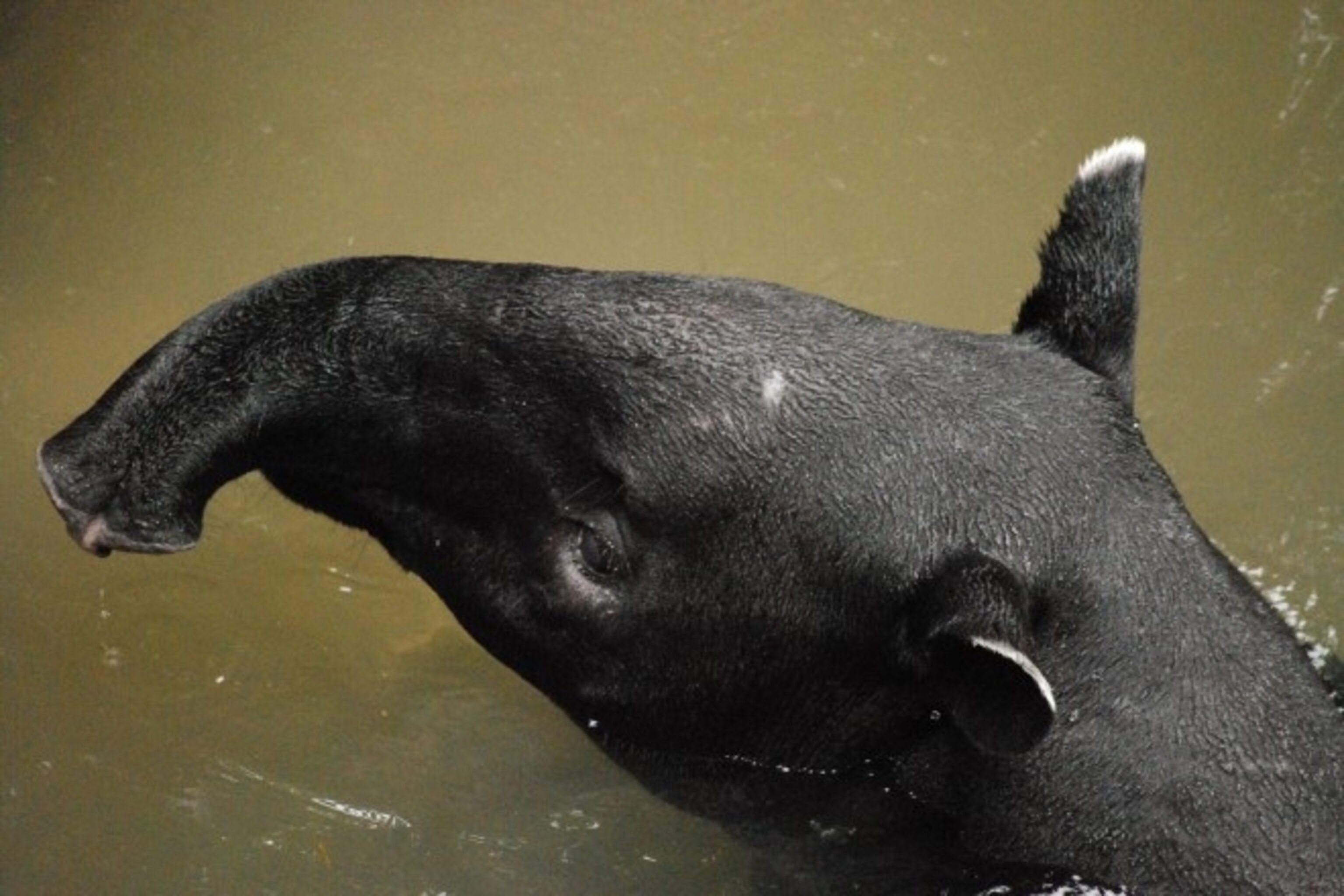 In Life’s Race, Tapirs Took a Slow and Steady Pace