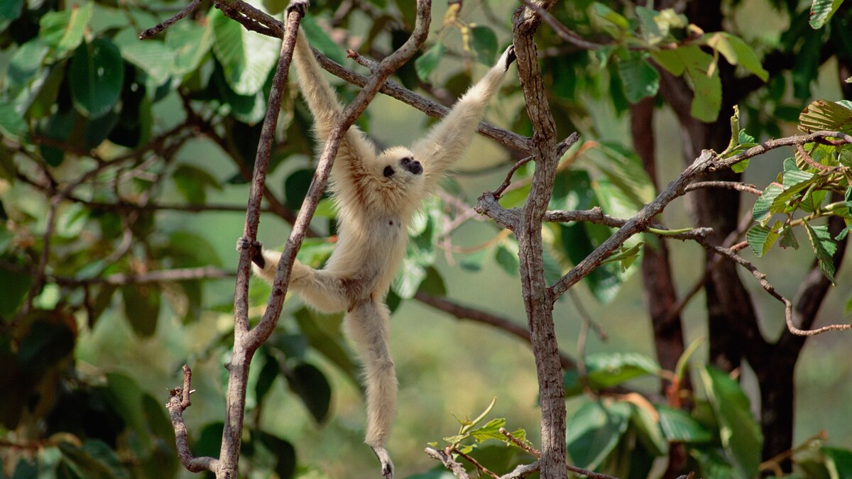The Weird Ways Animals Drink | National Geographic