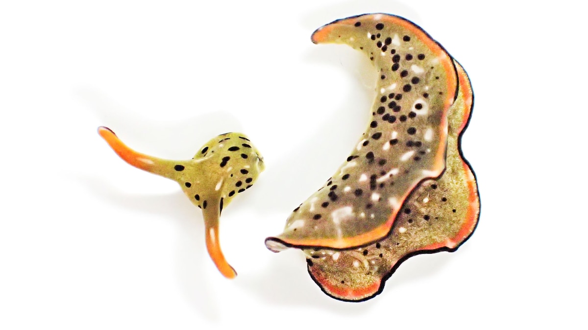 This slug chops off its own head, and more curiosities | National ...
