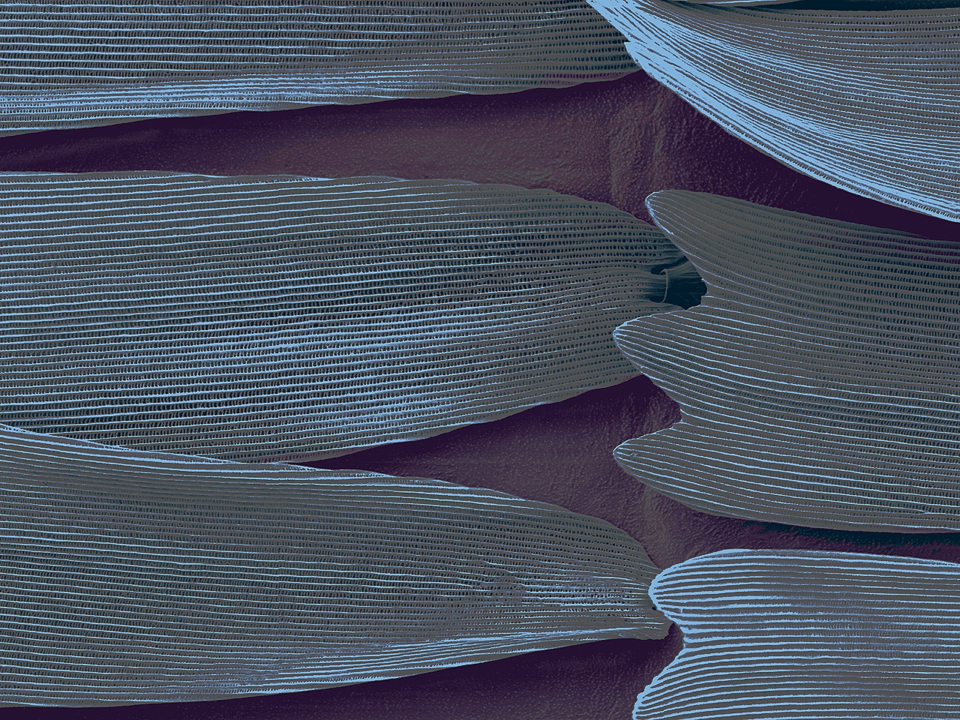 Photographer Felice Frankel translates science into stunning images