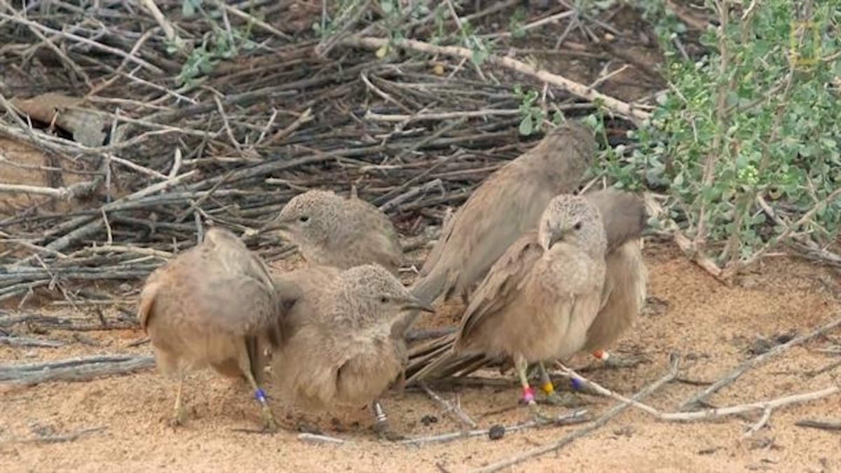 These birds are one of the rare animals that hide to have sex ...