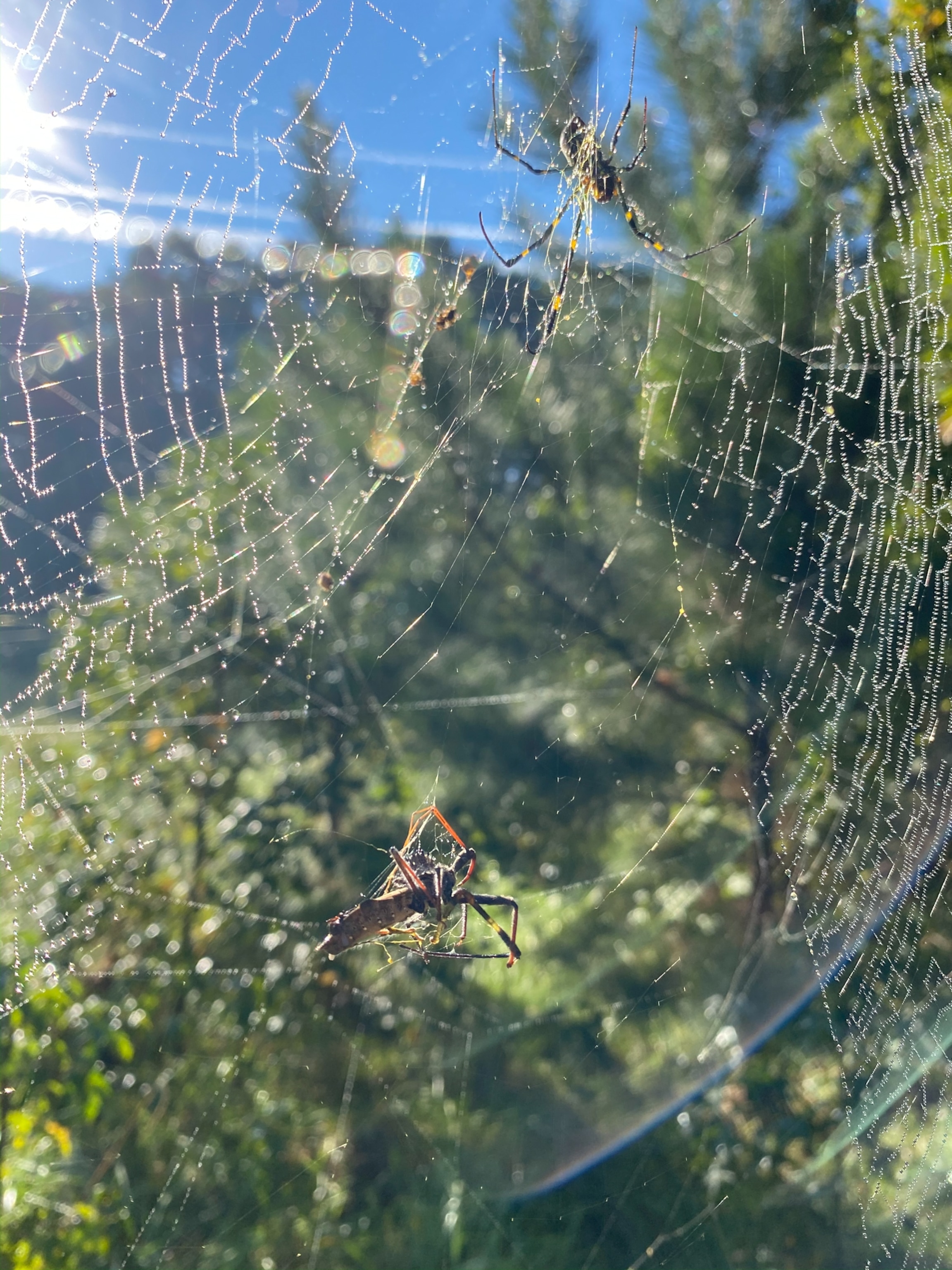These large, invasive spiders could spread throughout the eastern U.S.