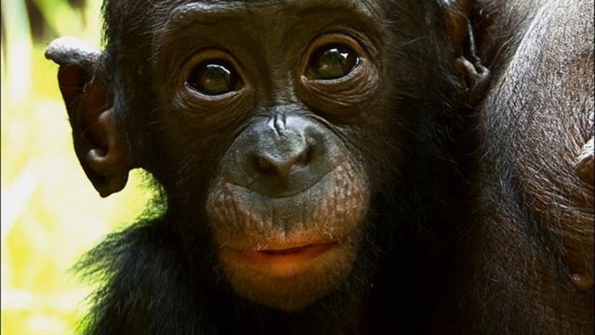 Endangered Bonobos Reveal Evolution of Human Kindness