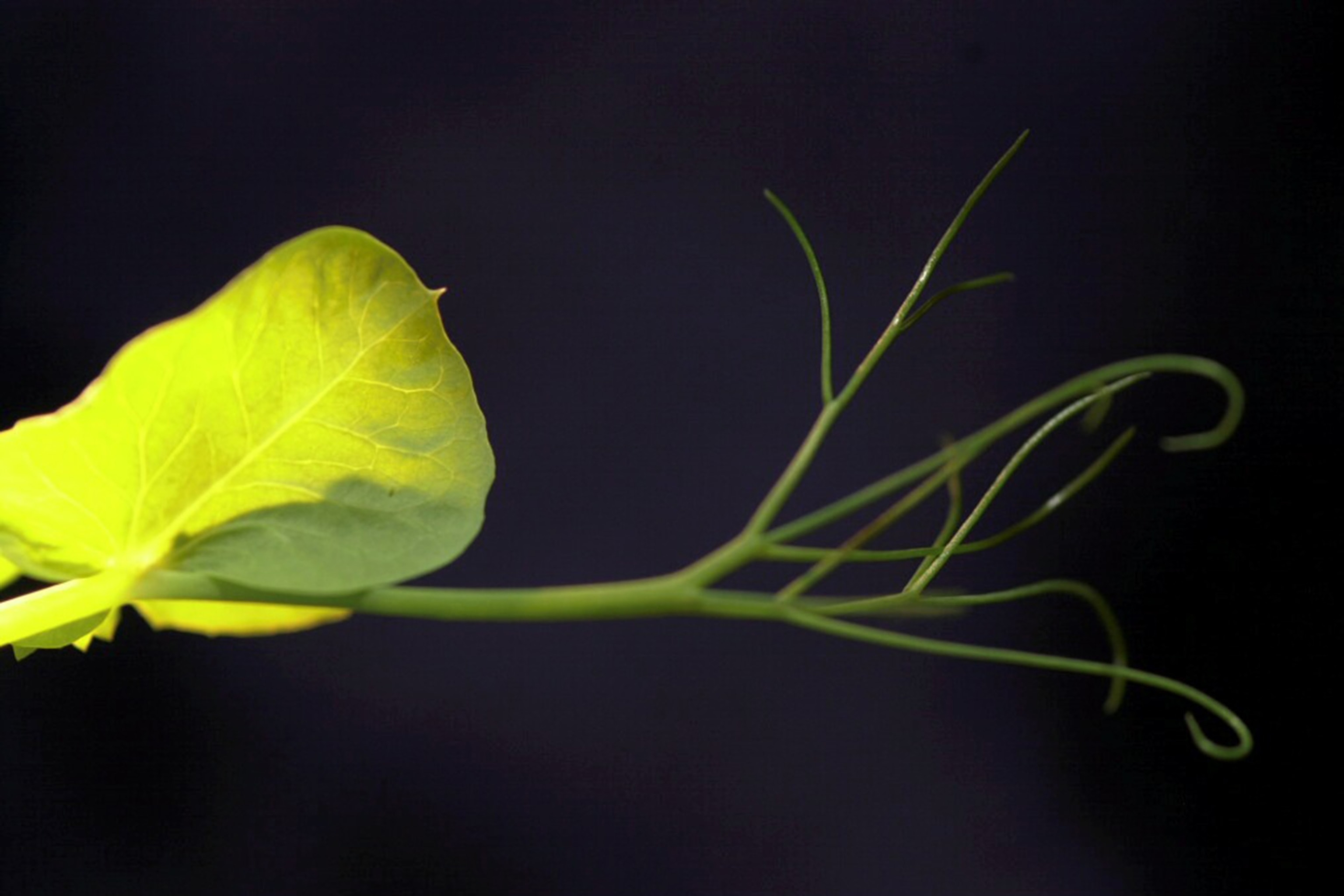 First Space Zinnia Blooms—See How NASA Has Made Botany Cool