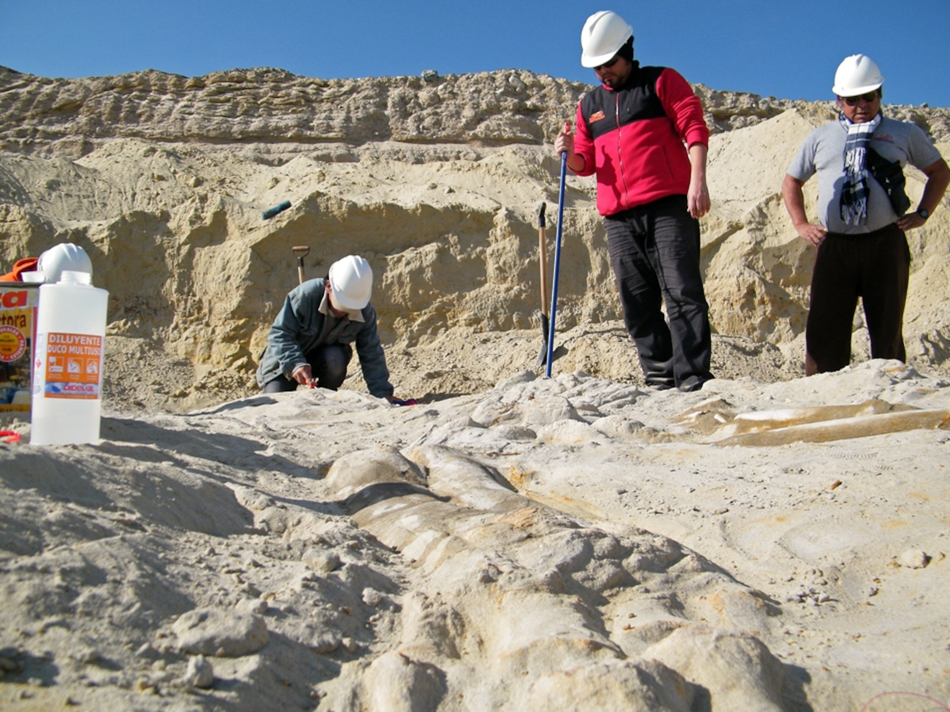 Pictures: Prehistoric Whale "Graveyard" Found in Desert