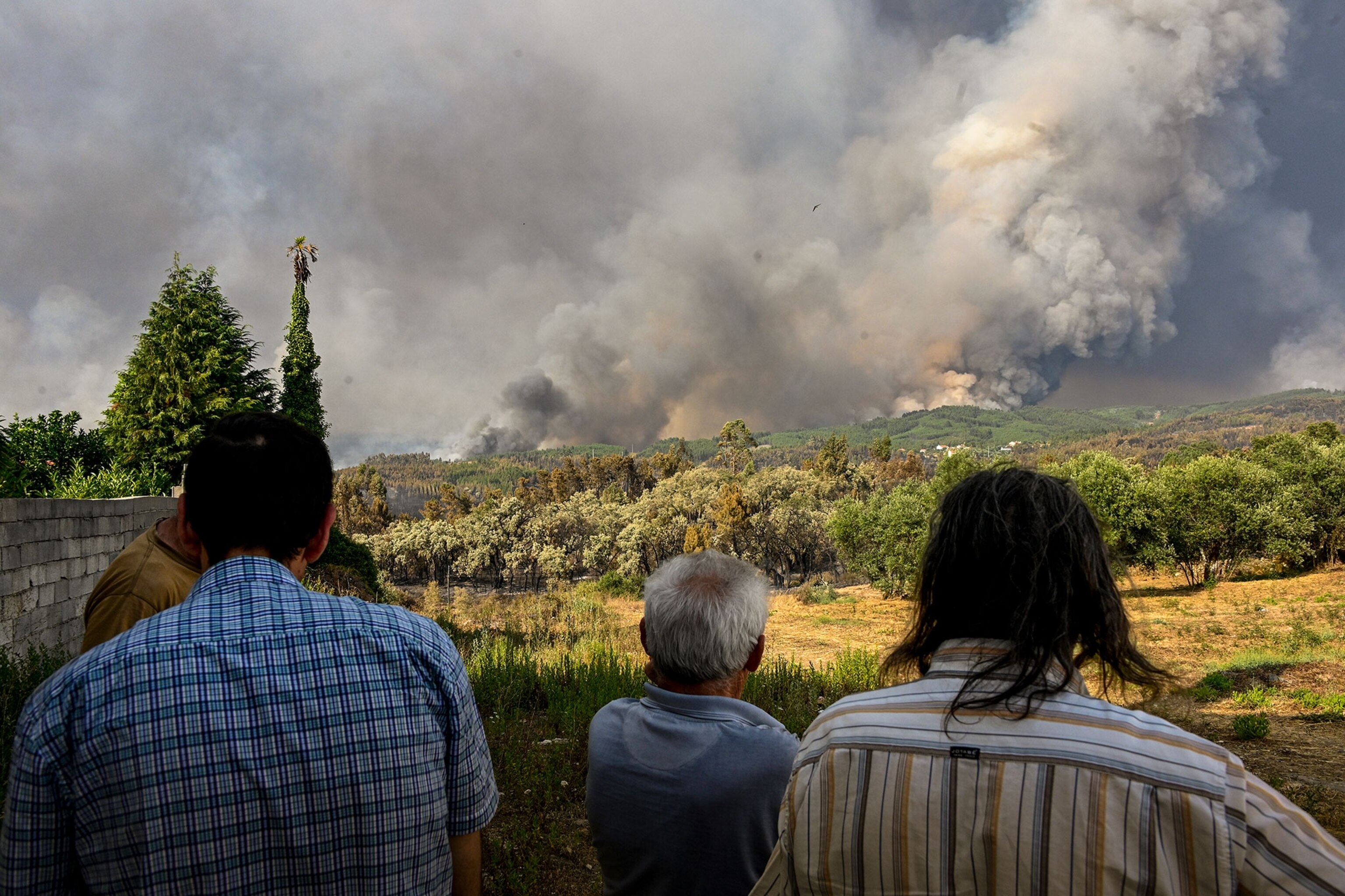What Portugal’s hellish wildfires can tell us about forest futures