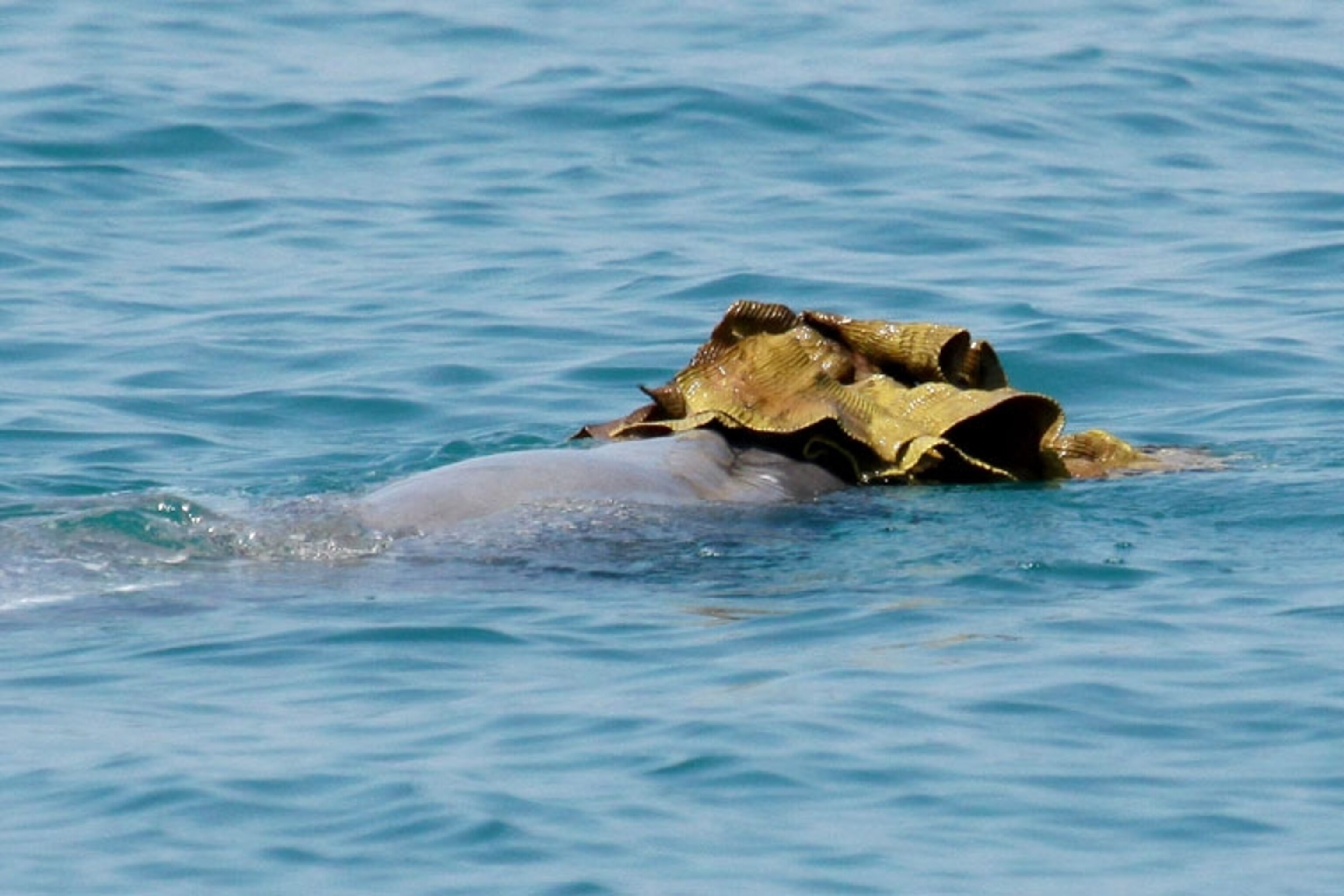 Male Dolphins Offer Likely Love Token to Females in Rare Video