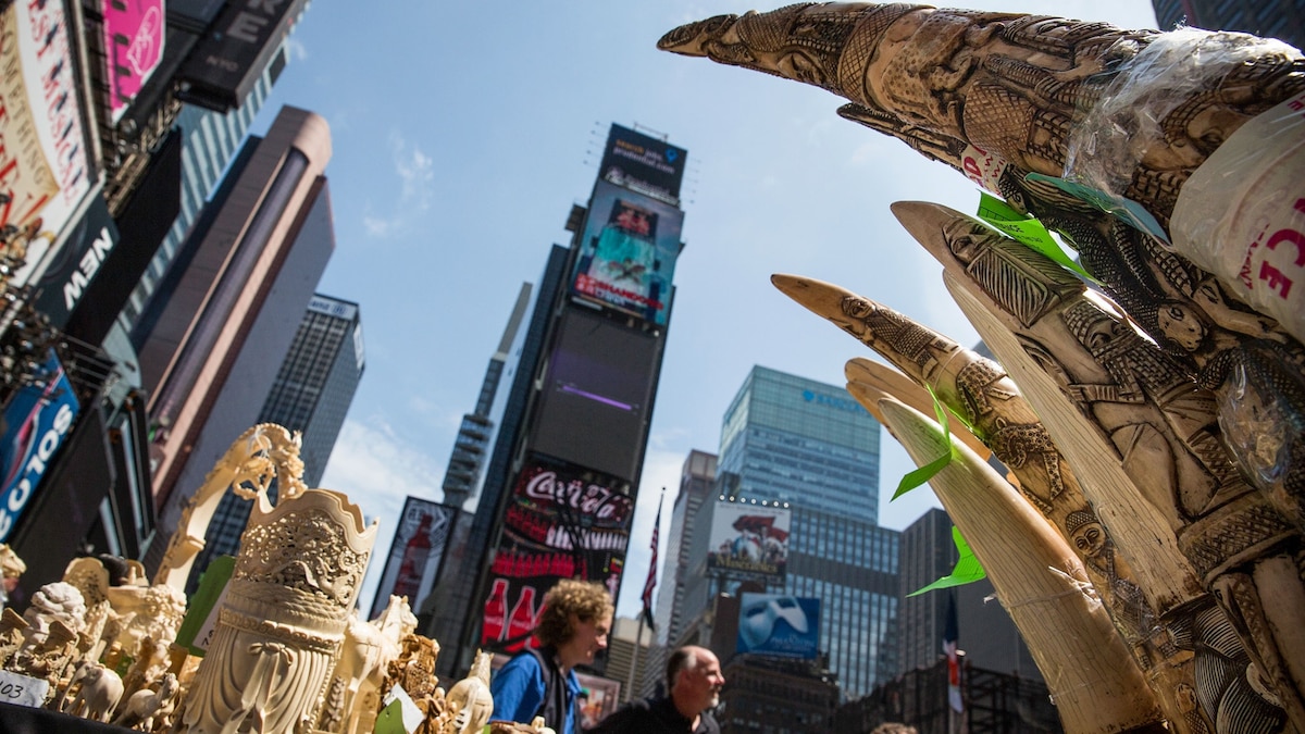 U.S. Adopts Near-Total Ivory Ban | National Geographic