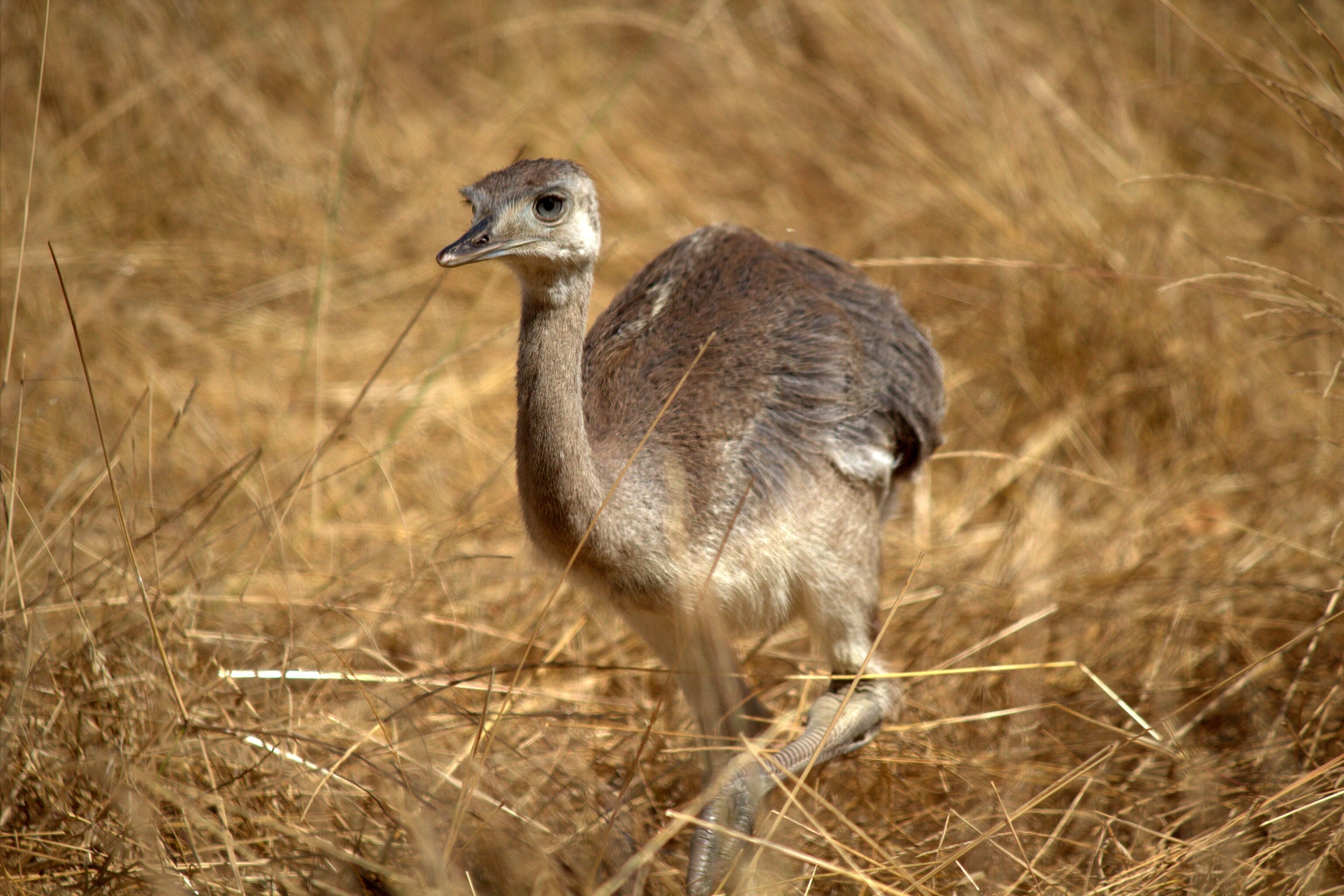 Greater Rhea