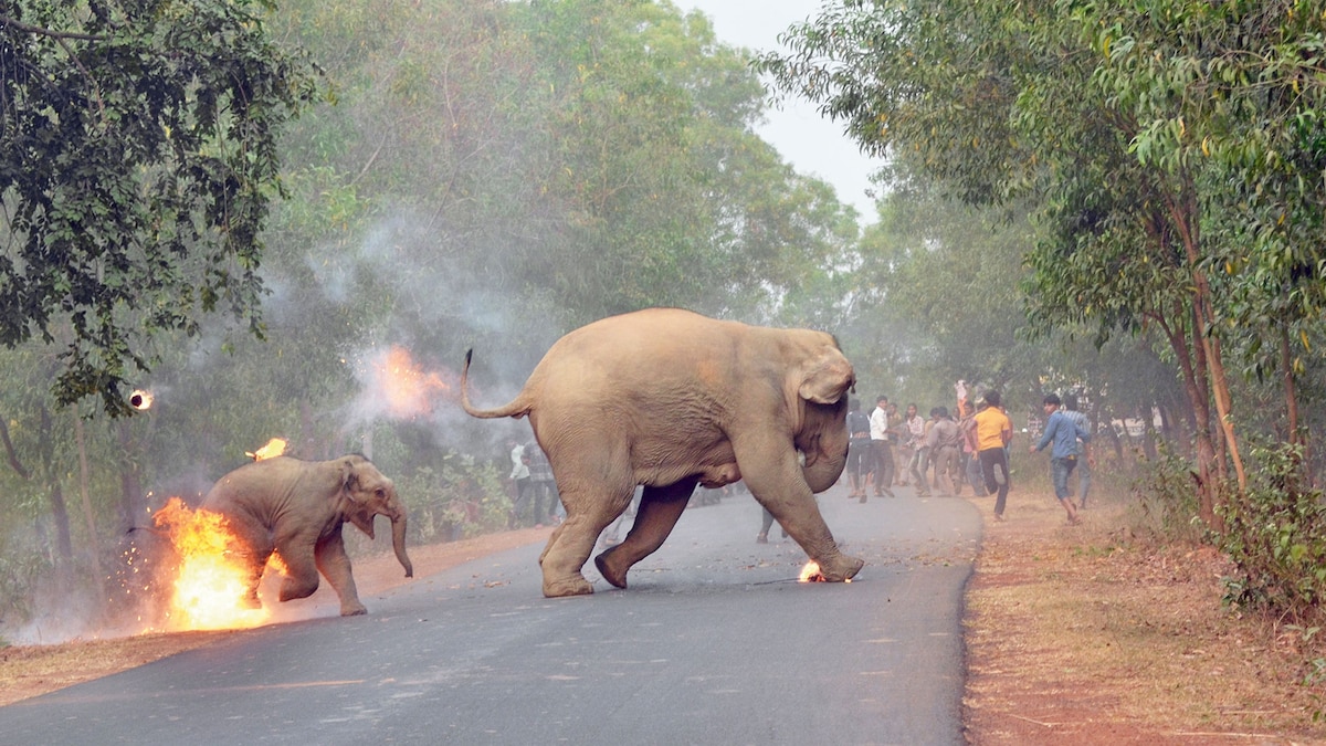 Shocking Photo Shows a Baby Elephant Fleeing a Fire-Wielding Mob