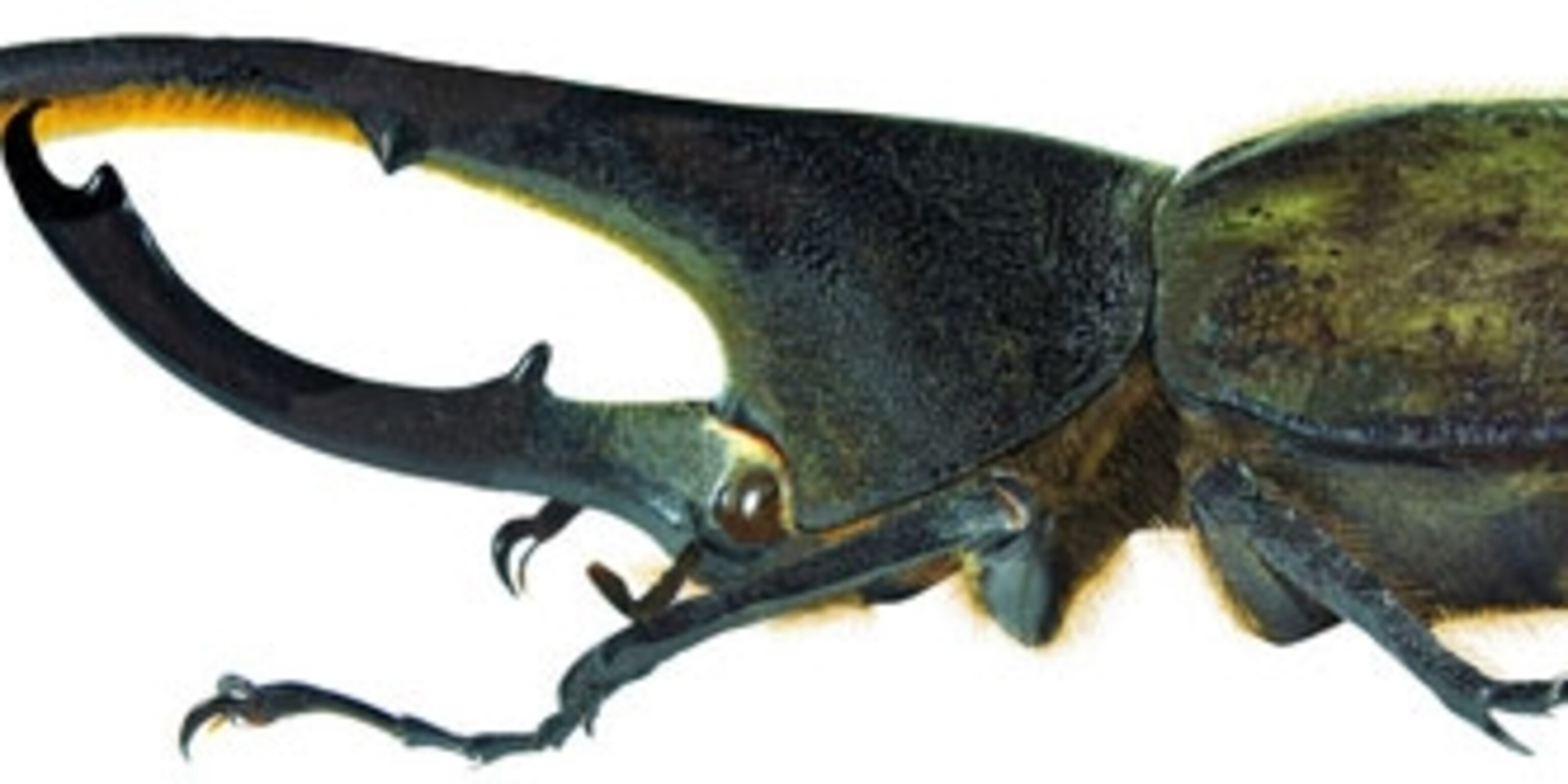 Rhino Beetle Weapons Match Their Fighting Styles